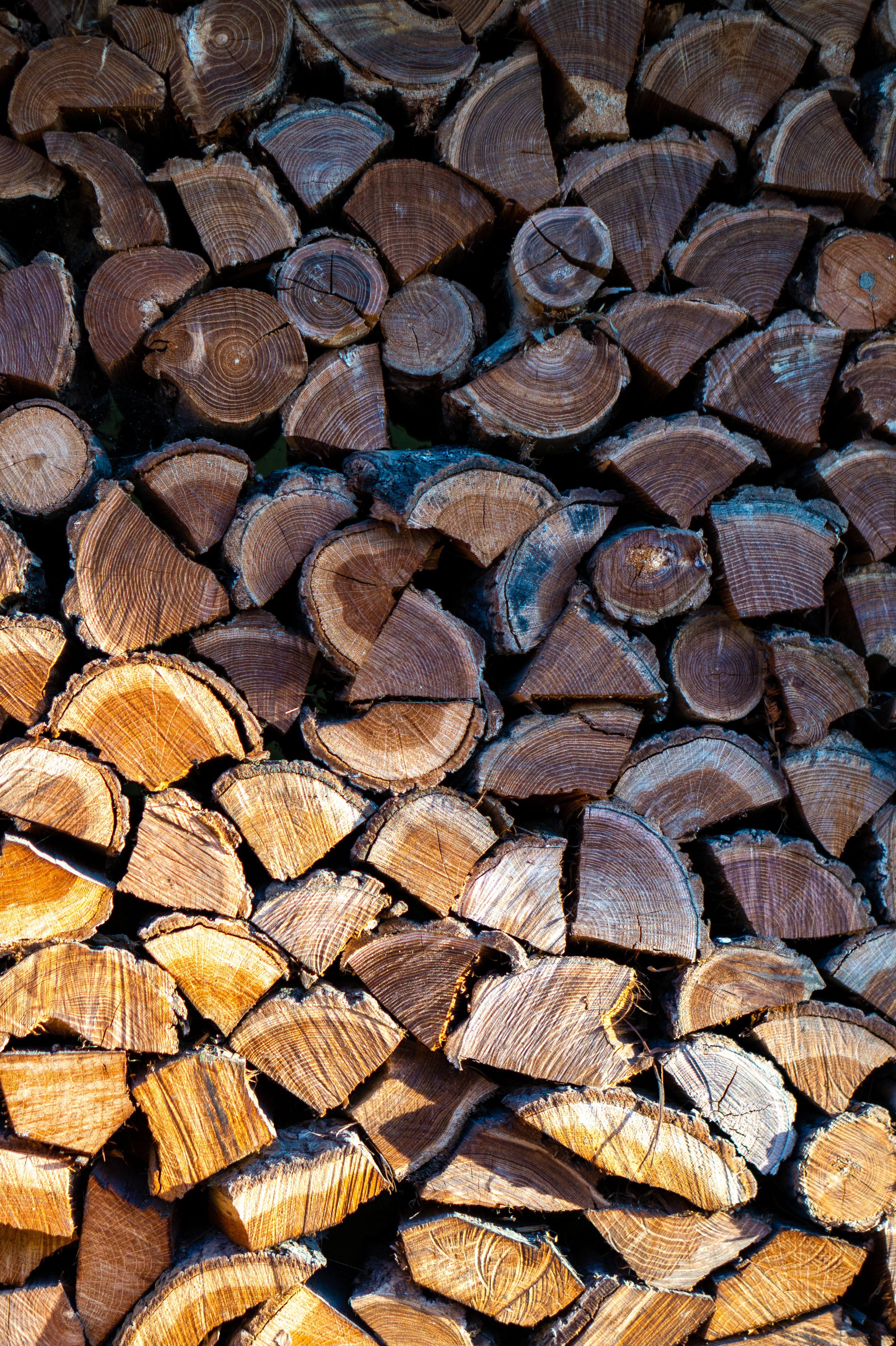 Pile of Chopped Woods · Free Stock Photo