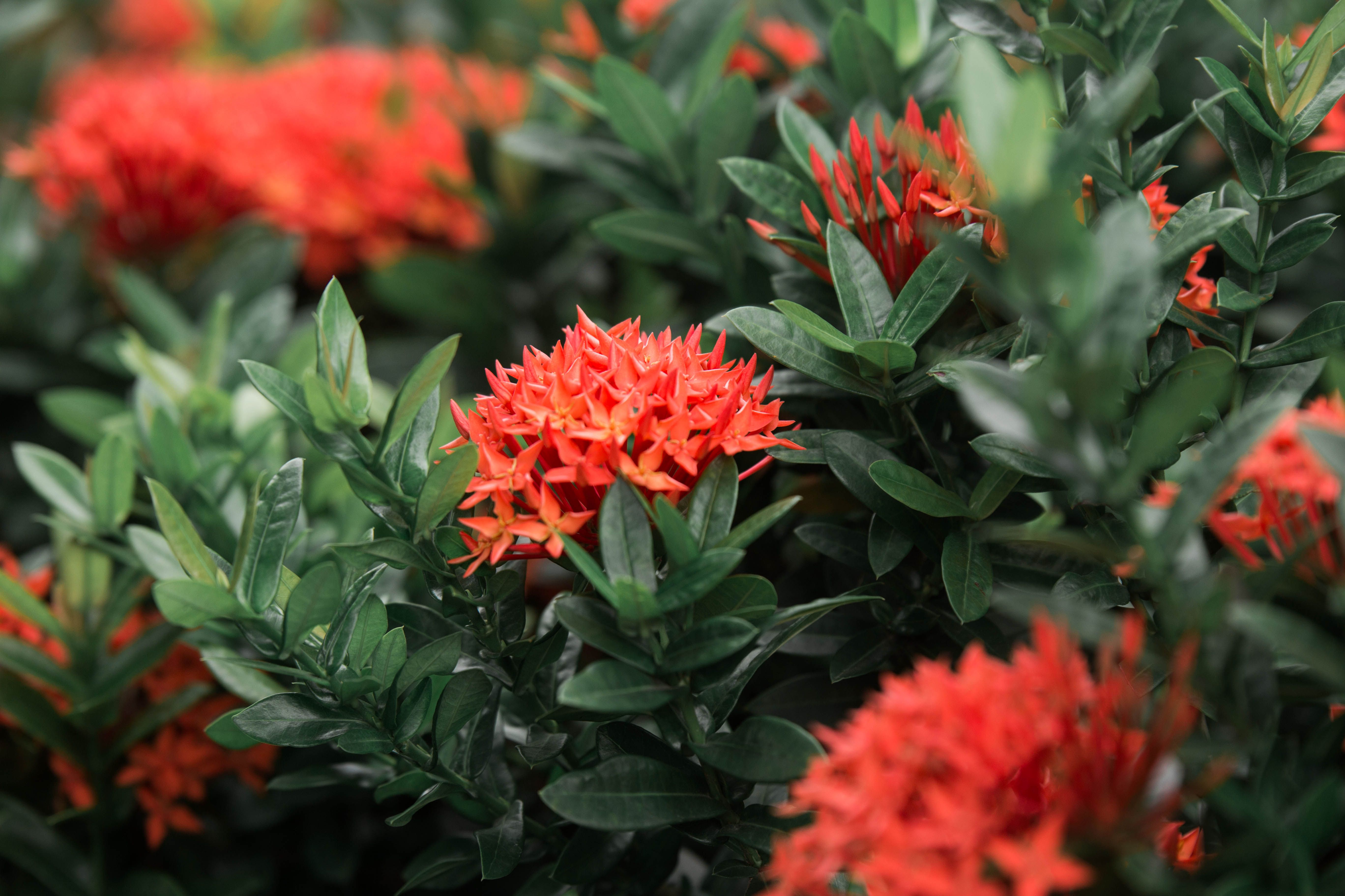 Beautiful Orange Flowers with Leaves · Free Stock Photo