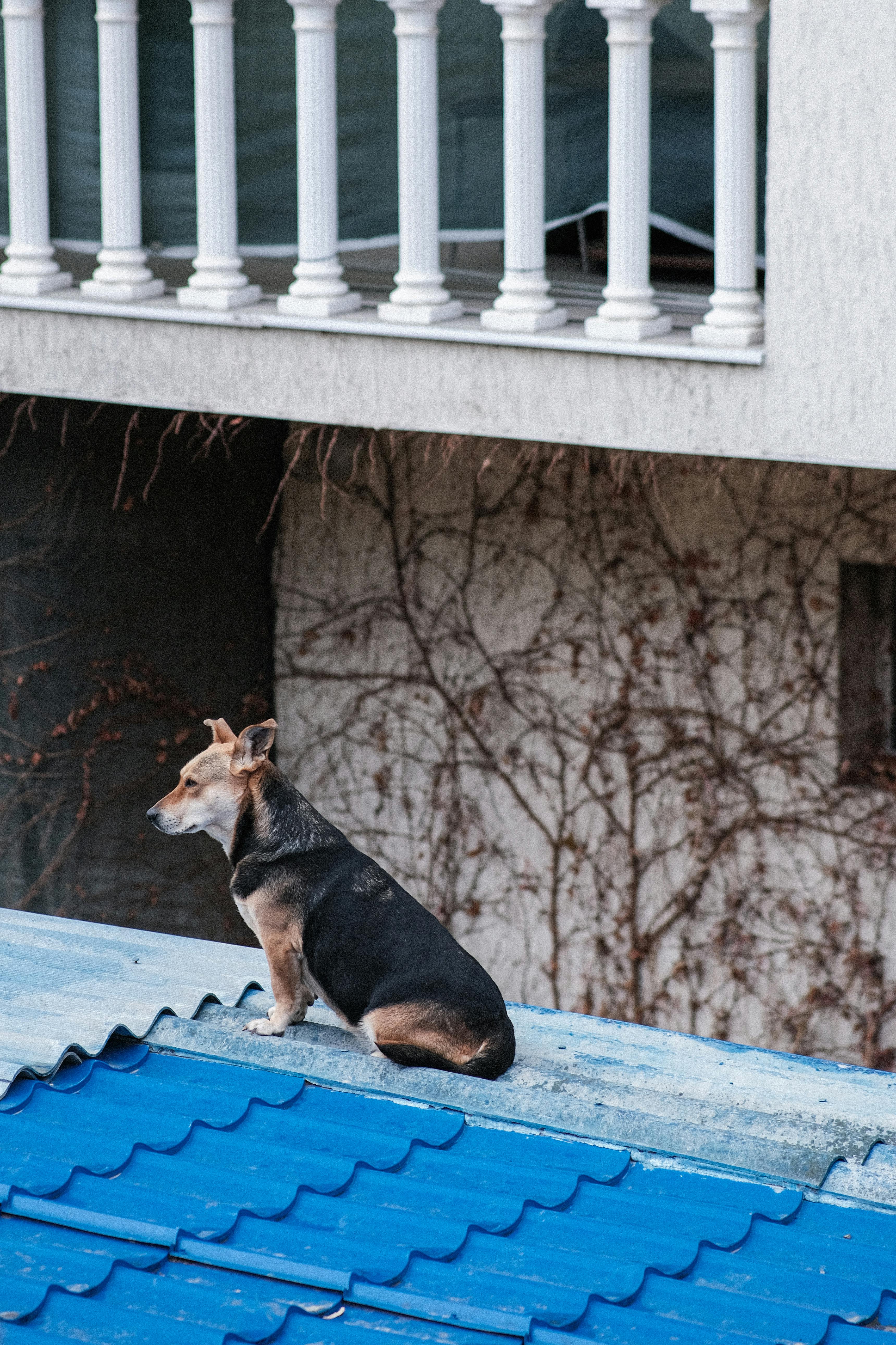 A Dog Sitting on the Roof · Free Stock Photo