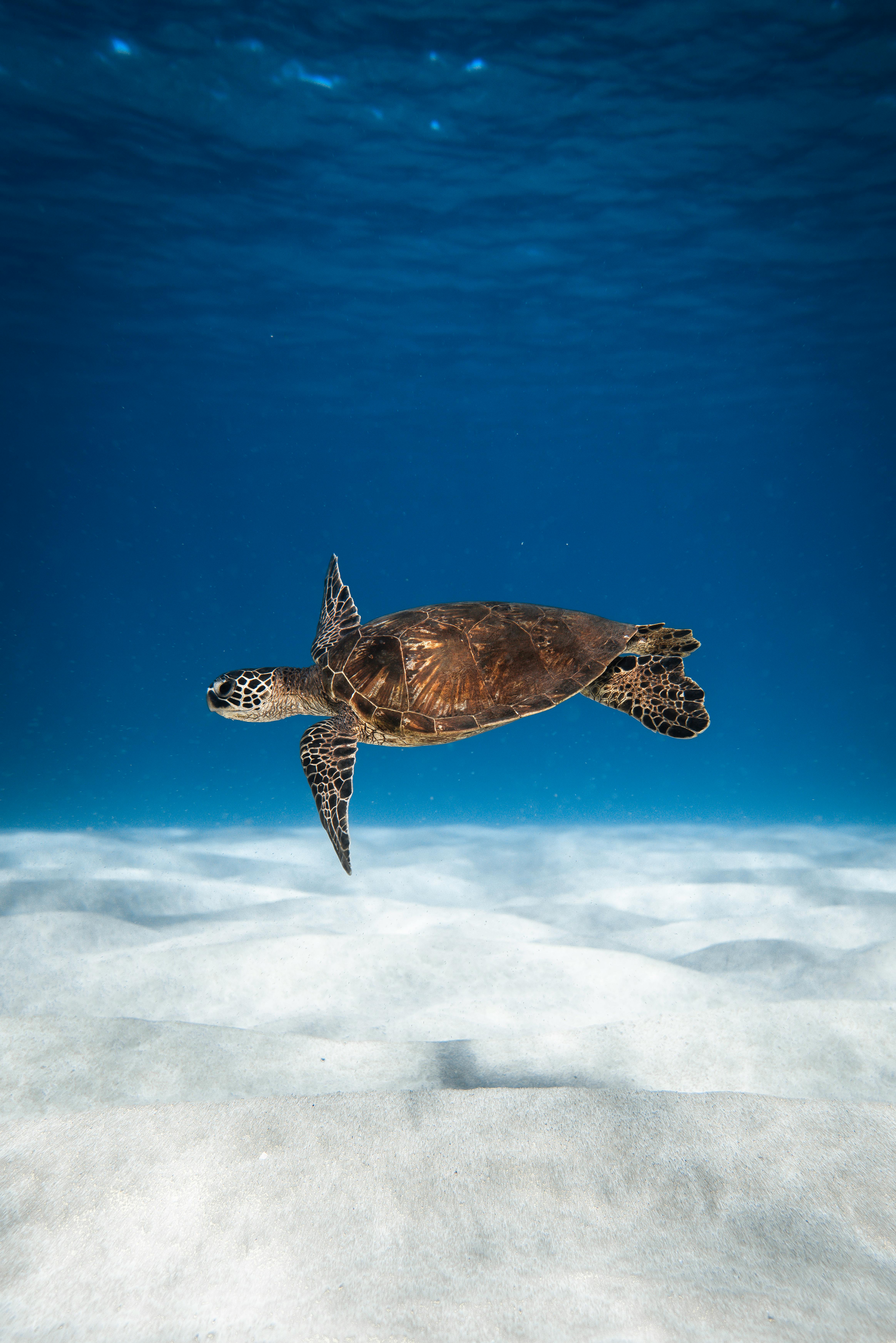 Turtle swimming underwater · Free Stock Photo