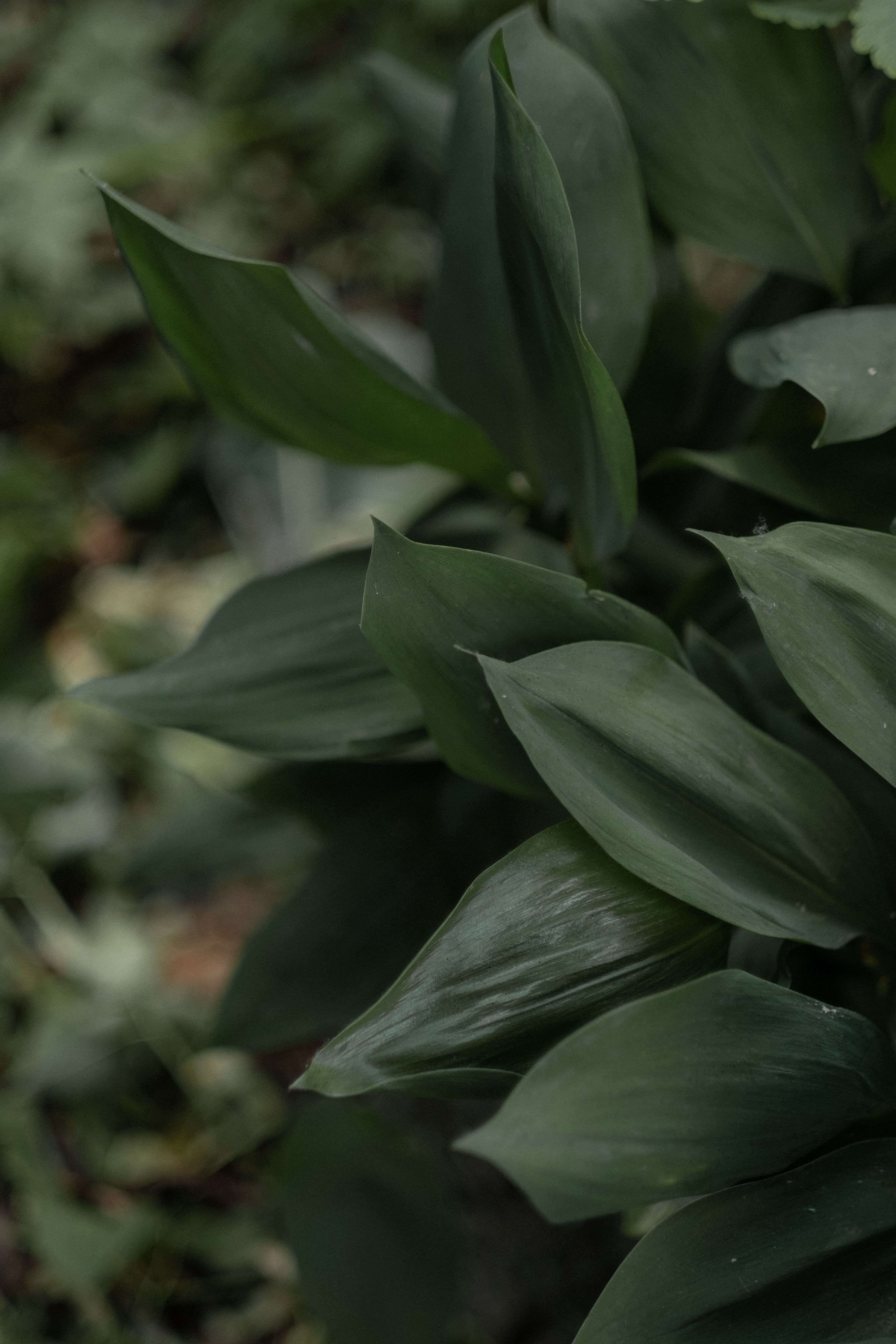 Greenery 4k Photos, Download The BEST Free Greenery 4k Stock Photos ...