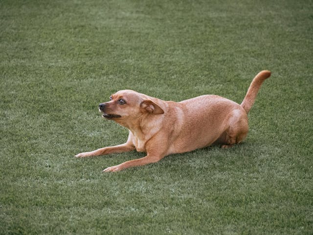 Discovering the Fat Min Pin: A Comprehensive Owner's Guide