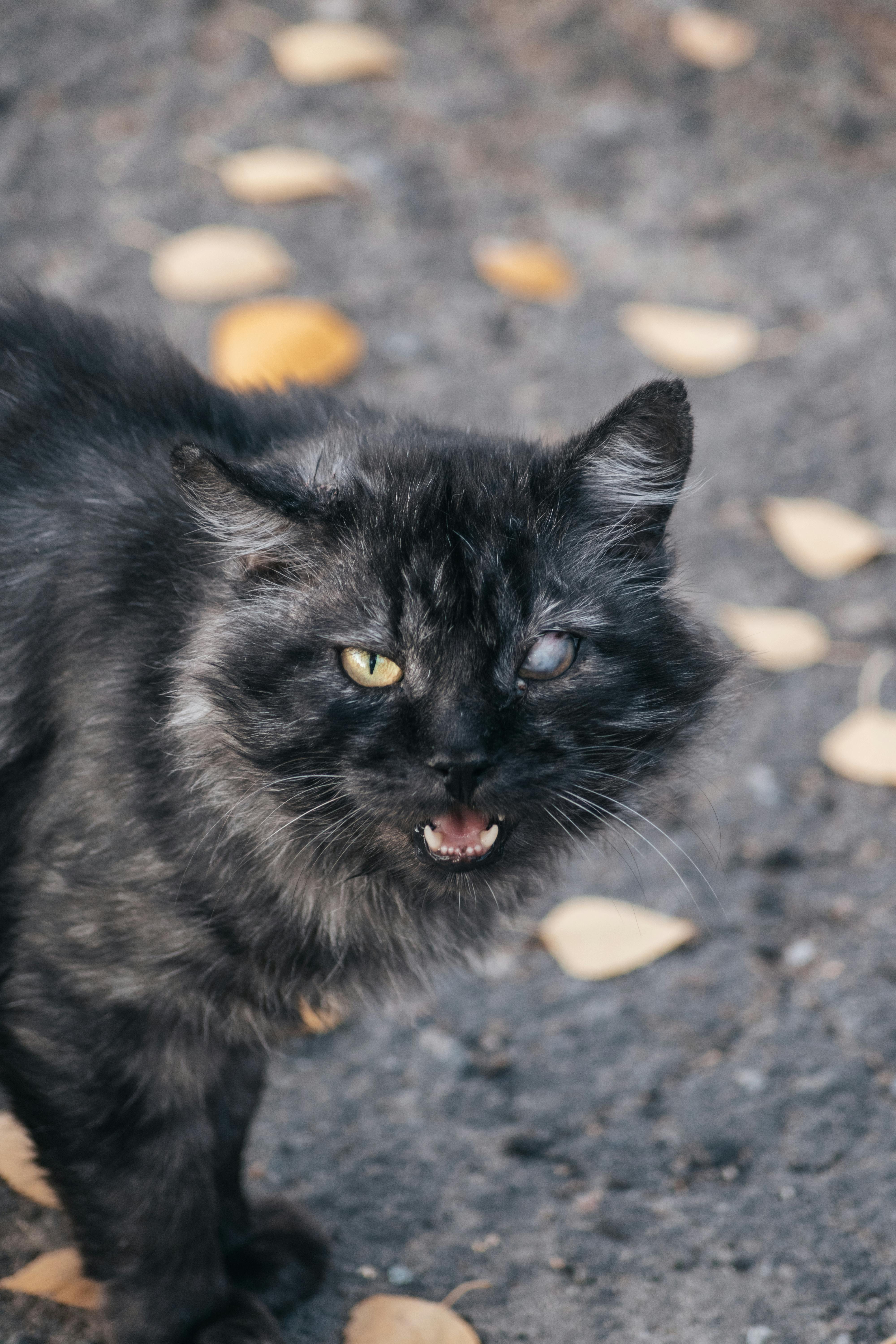 Cat Graphics Photos, Download The BEST Free Cat Graphics Stock Photos ...