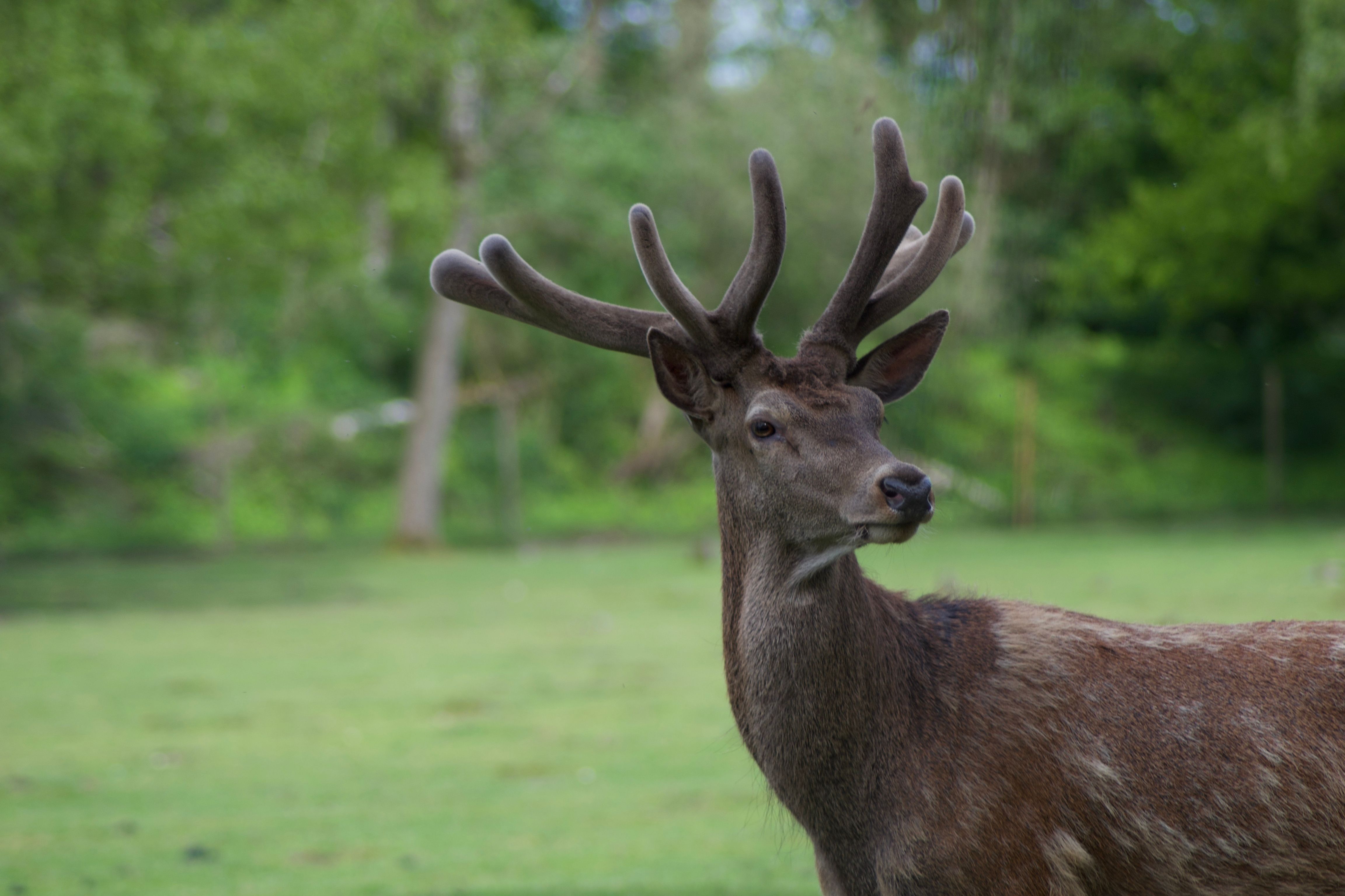 Brown Deer in Forest · Free Stock Photo