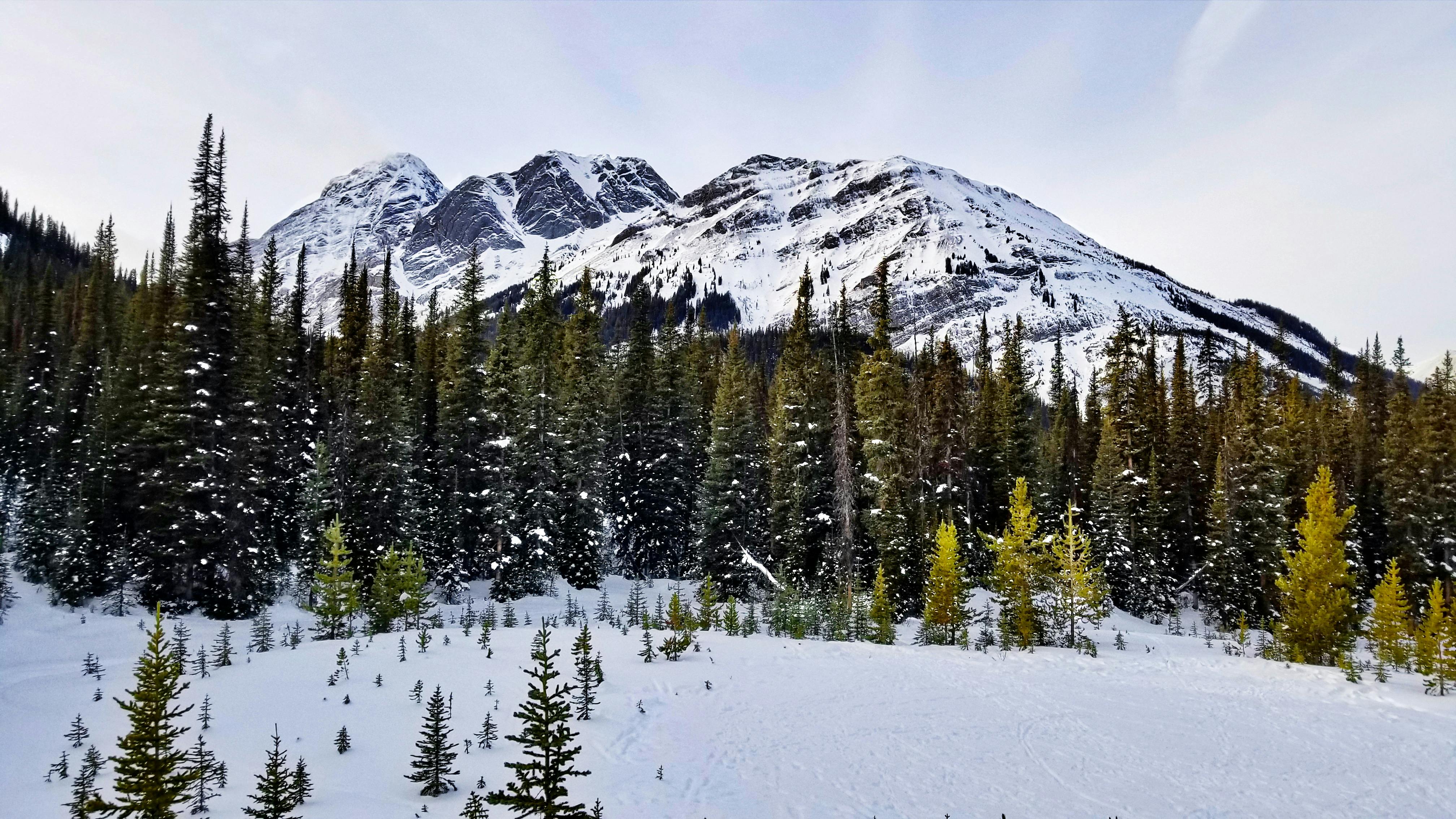 Conifer Cones Covered In Snow · Free Stock Photo