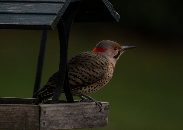 Red Shafted Northern Flicker Range: A Simple Guide