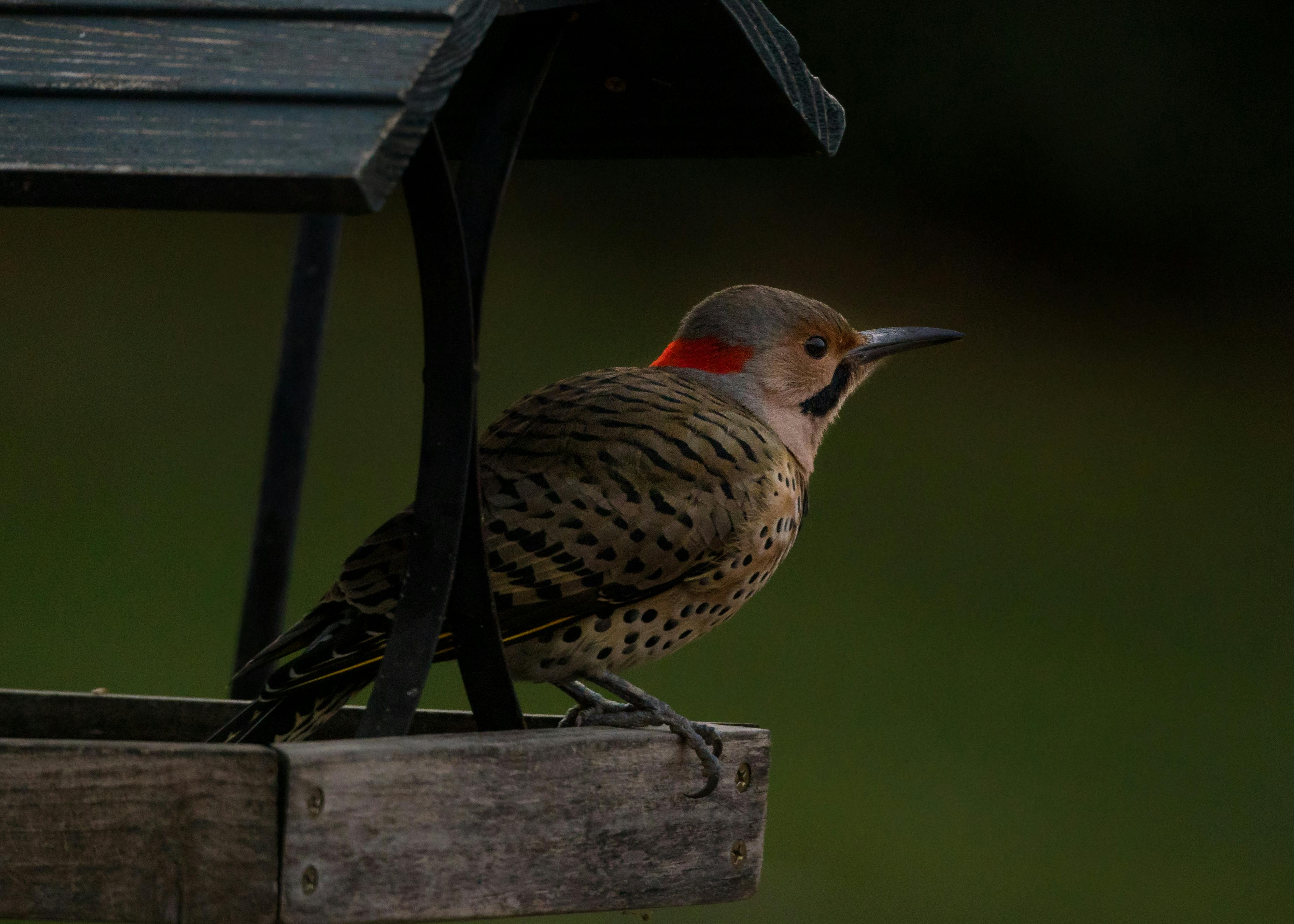 Northern Flicker Bird in Blurred Background · Free Stock Photo
