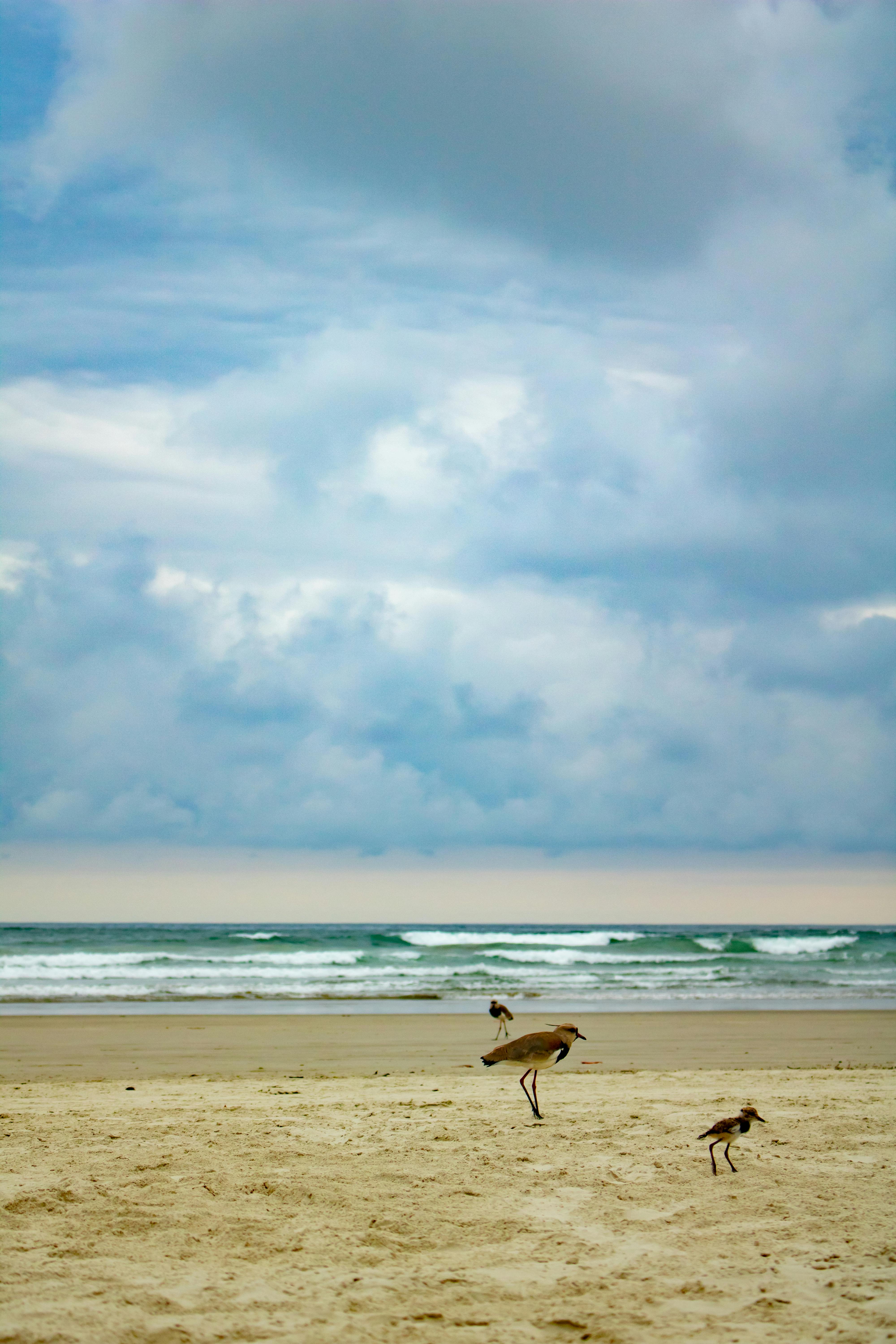 A Beach Under a Cloudy Sky · Free Stock Photo