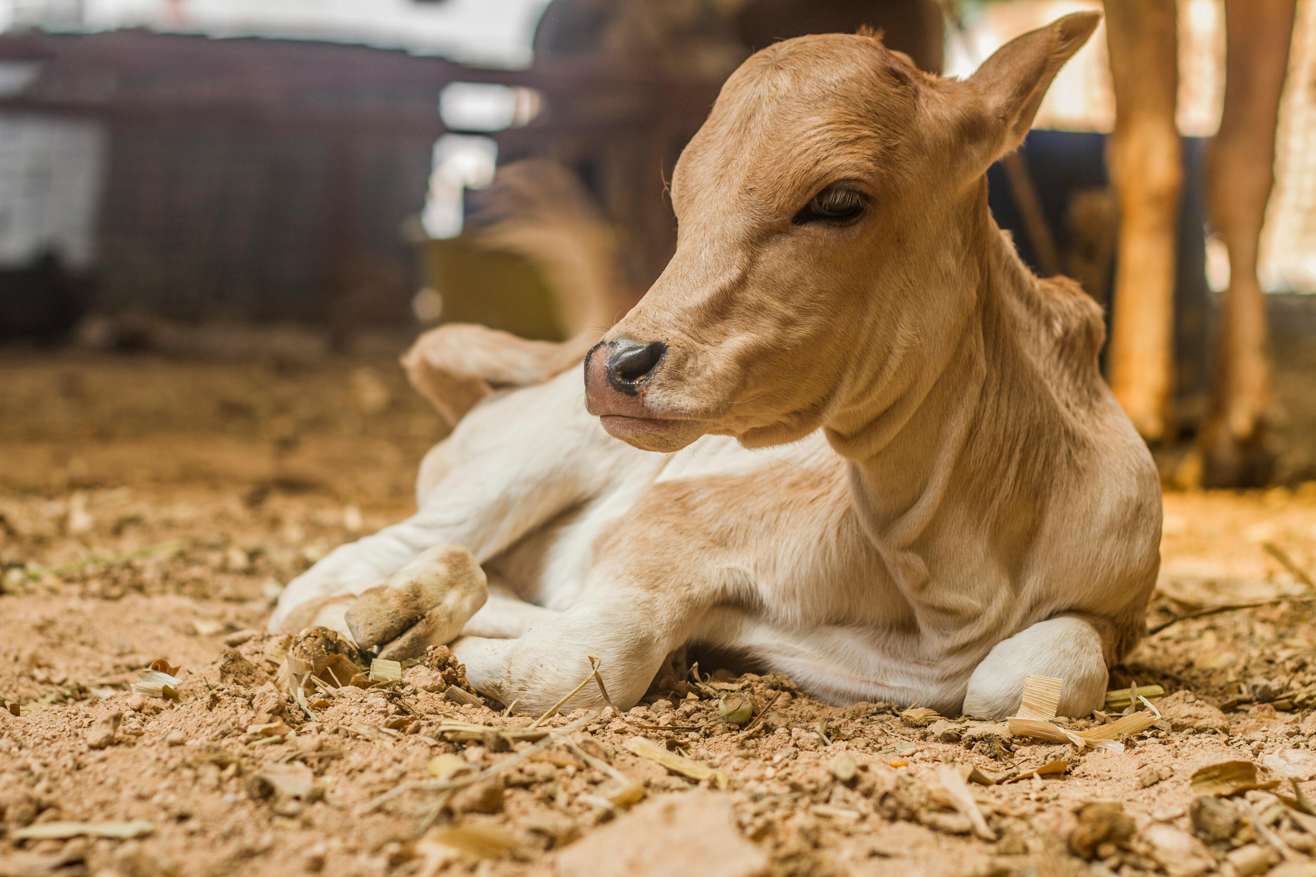 Brown Calf Inside Barn · Free Stock Photo