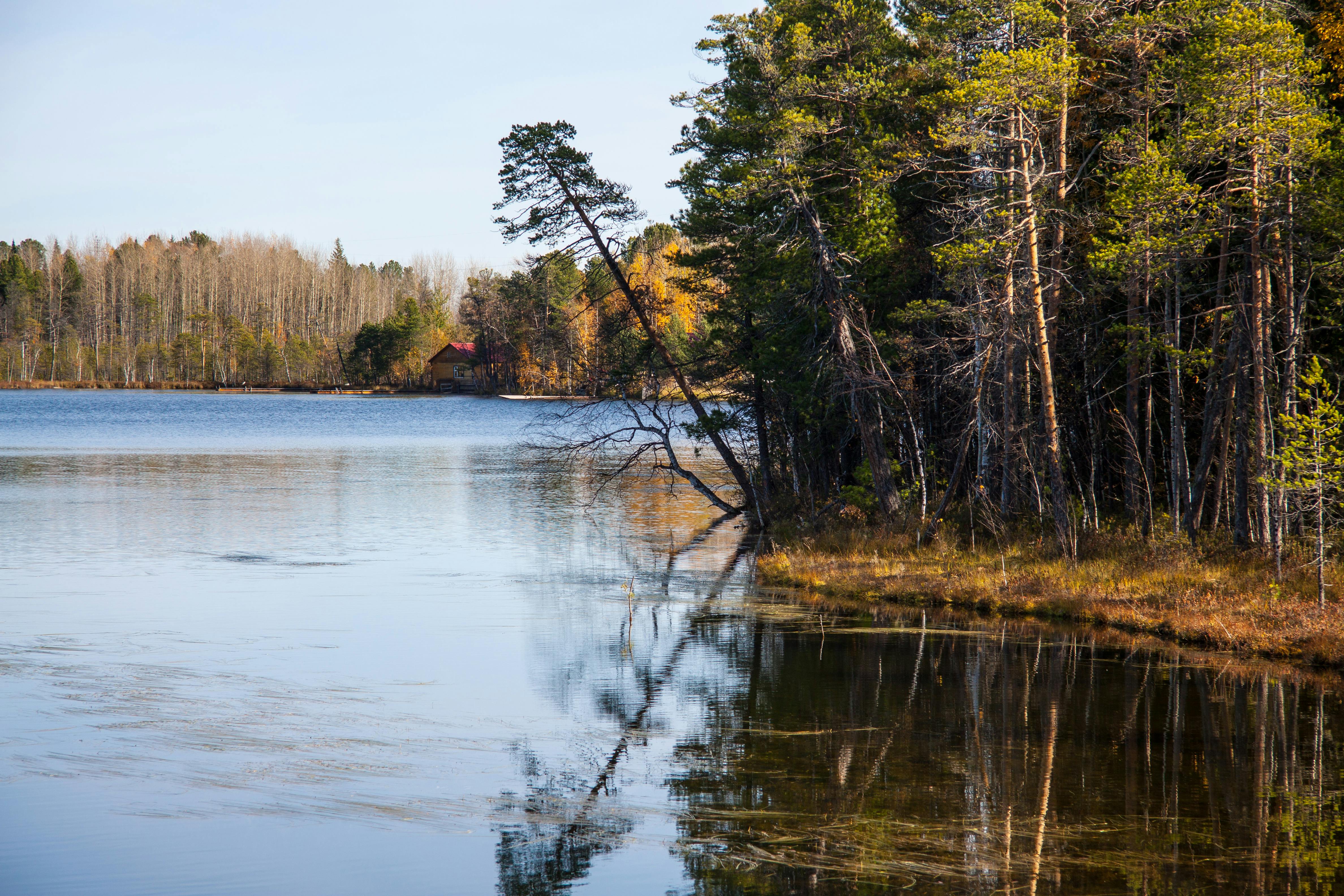 Trees near a Lake · Free Stock Photo