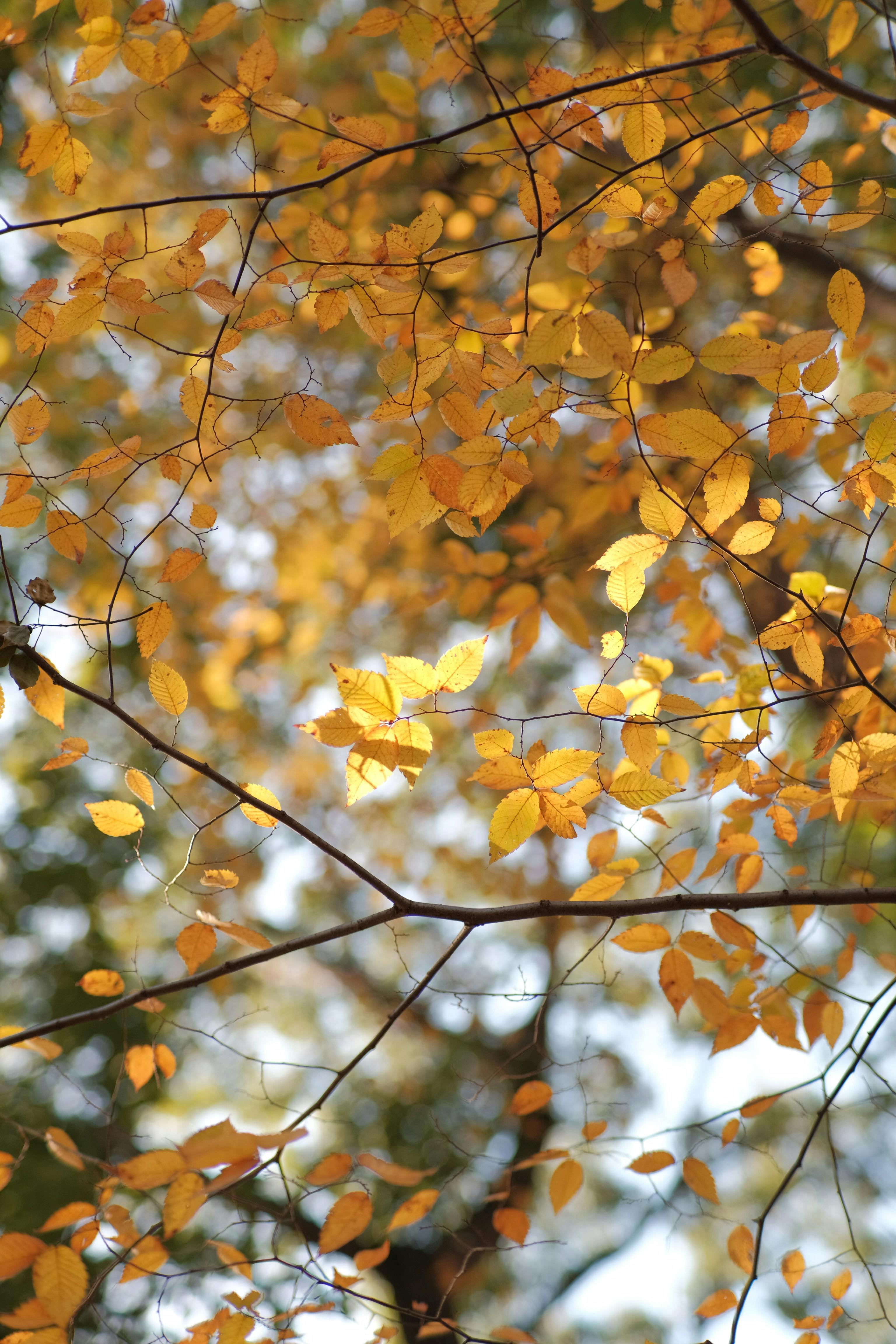 Photo of Autumn Leaves · Free Stock Photo