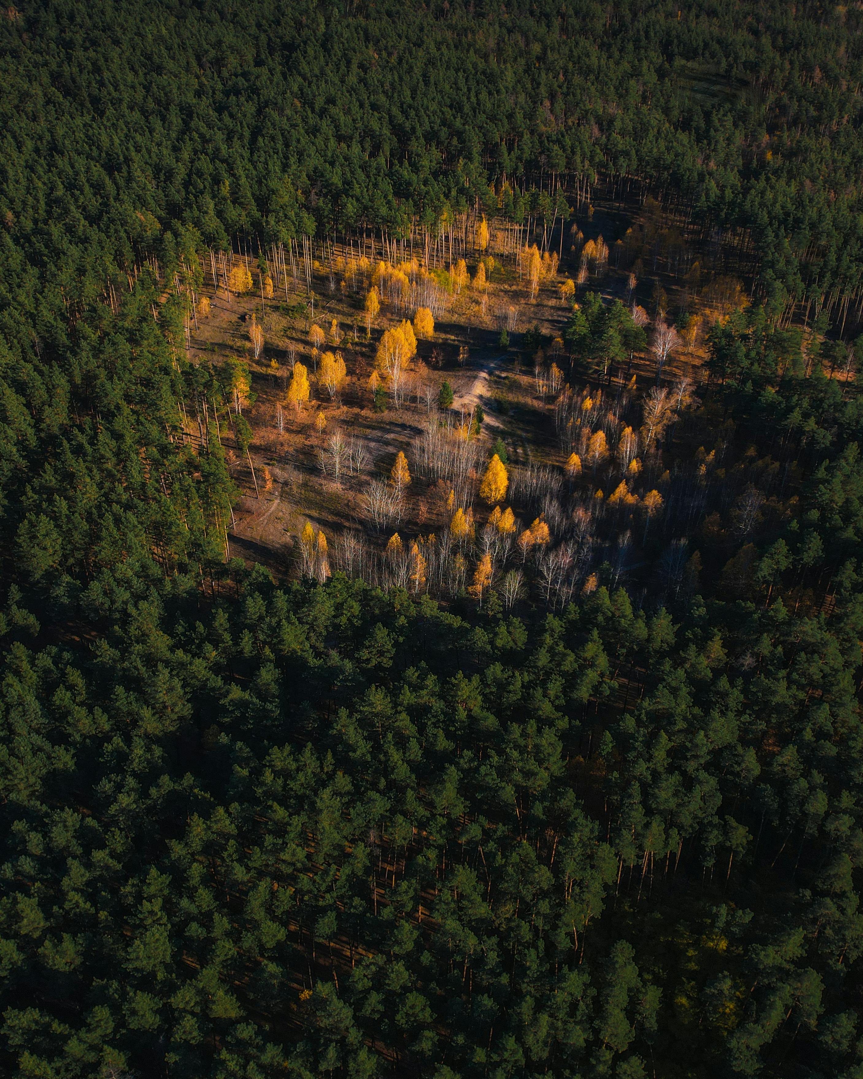 Forest Clearing Photos, Download The BEST Free Forest Clearing Stock ...