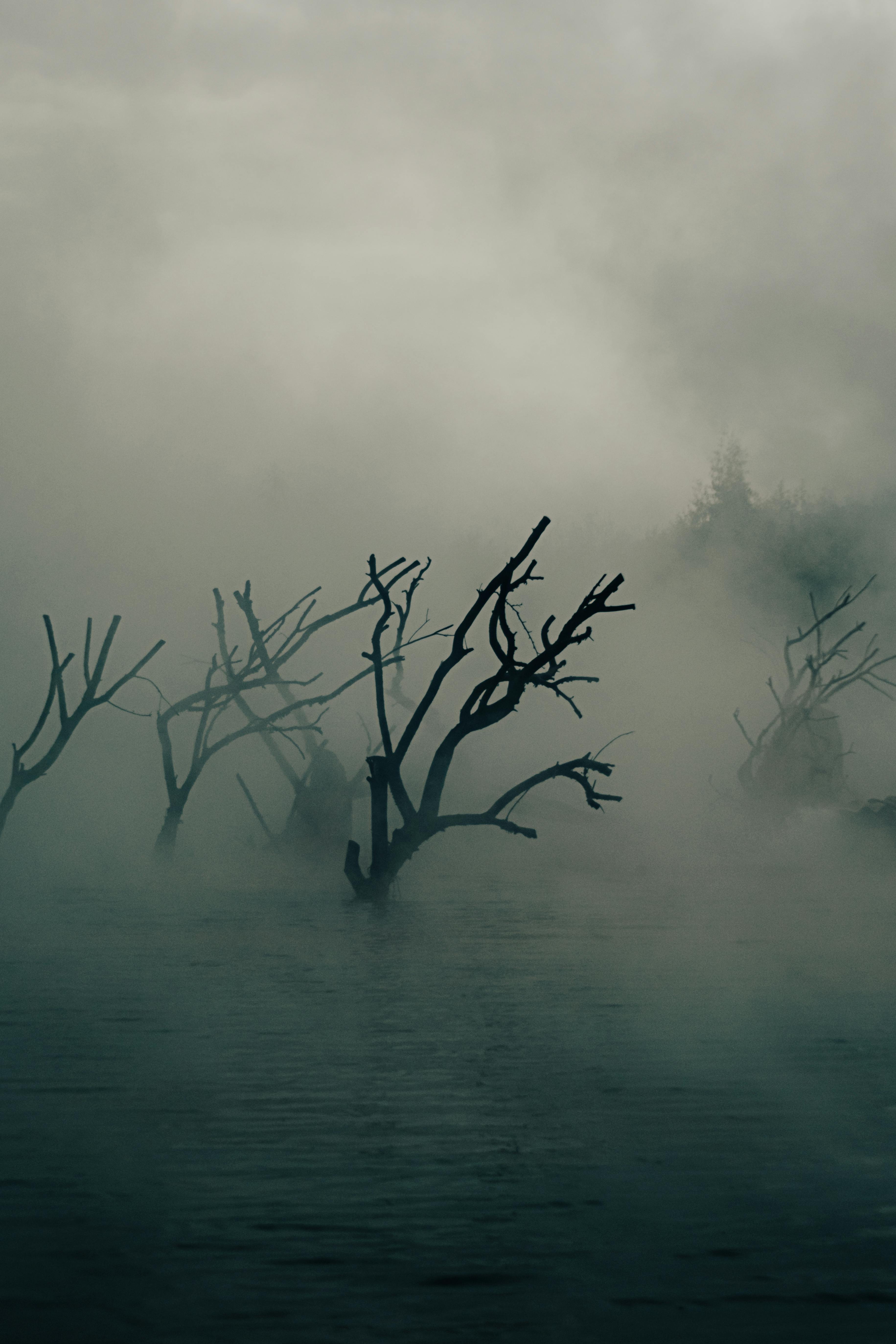 Dry Trees Photos, Download The BEST Free Dry Trees Stock Photos & HD Images