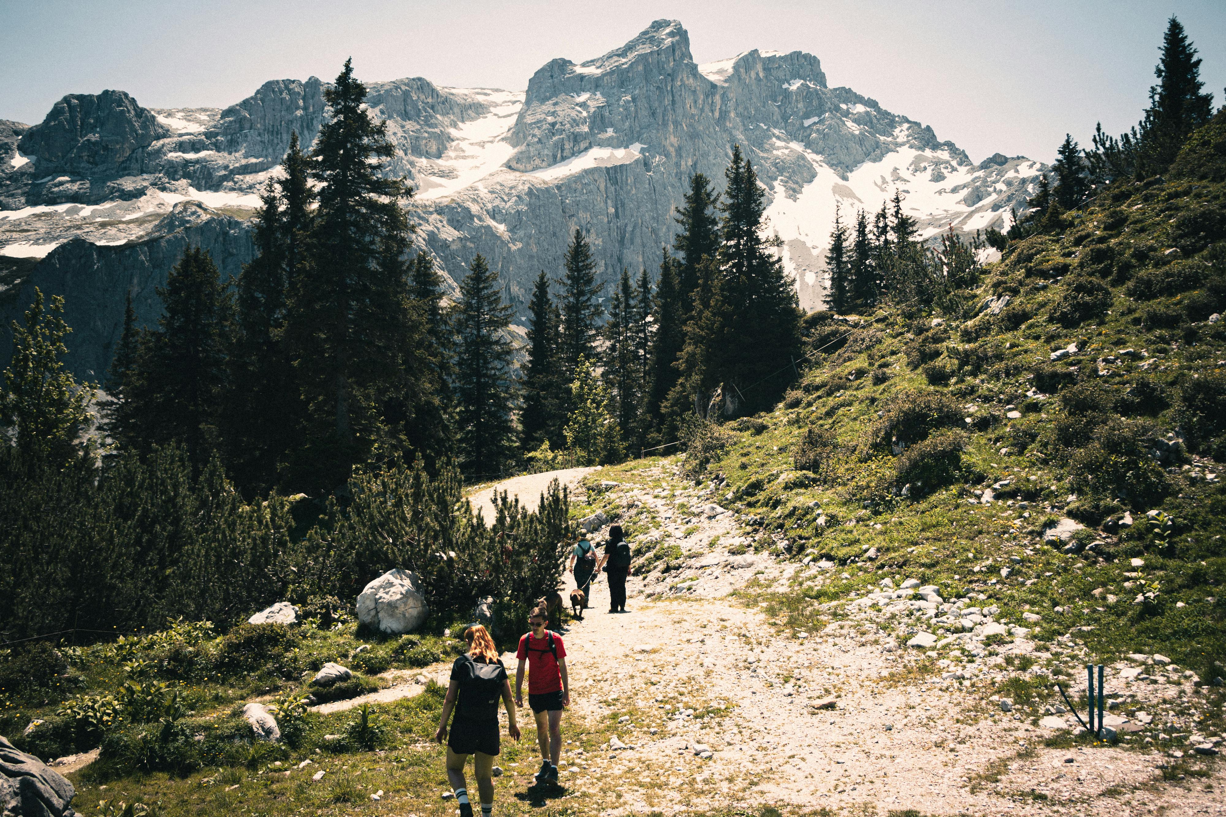 People Walking on a Mountain with Green Trees Near a Snow Covered ...