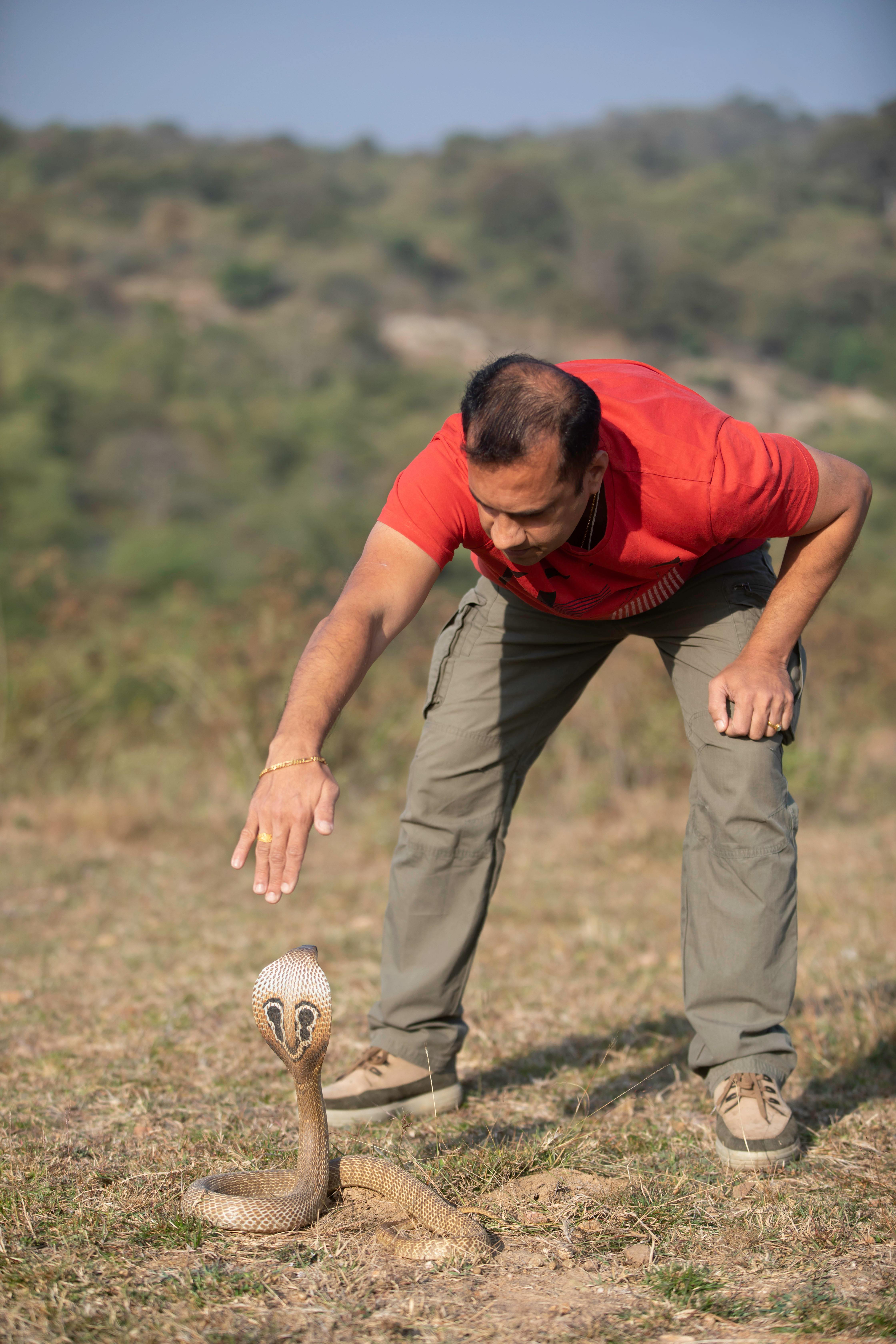 A Man Reaching for a Snake on Green Grass · Free Stock Photo