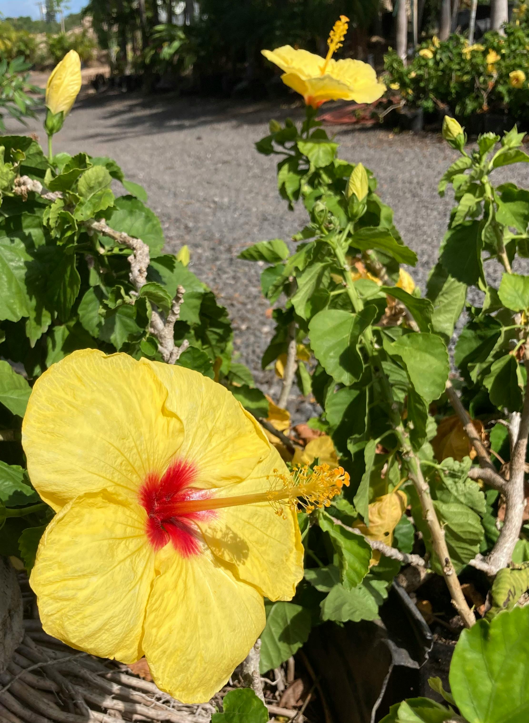 Flora of Hawaii · Pexels