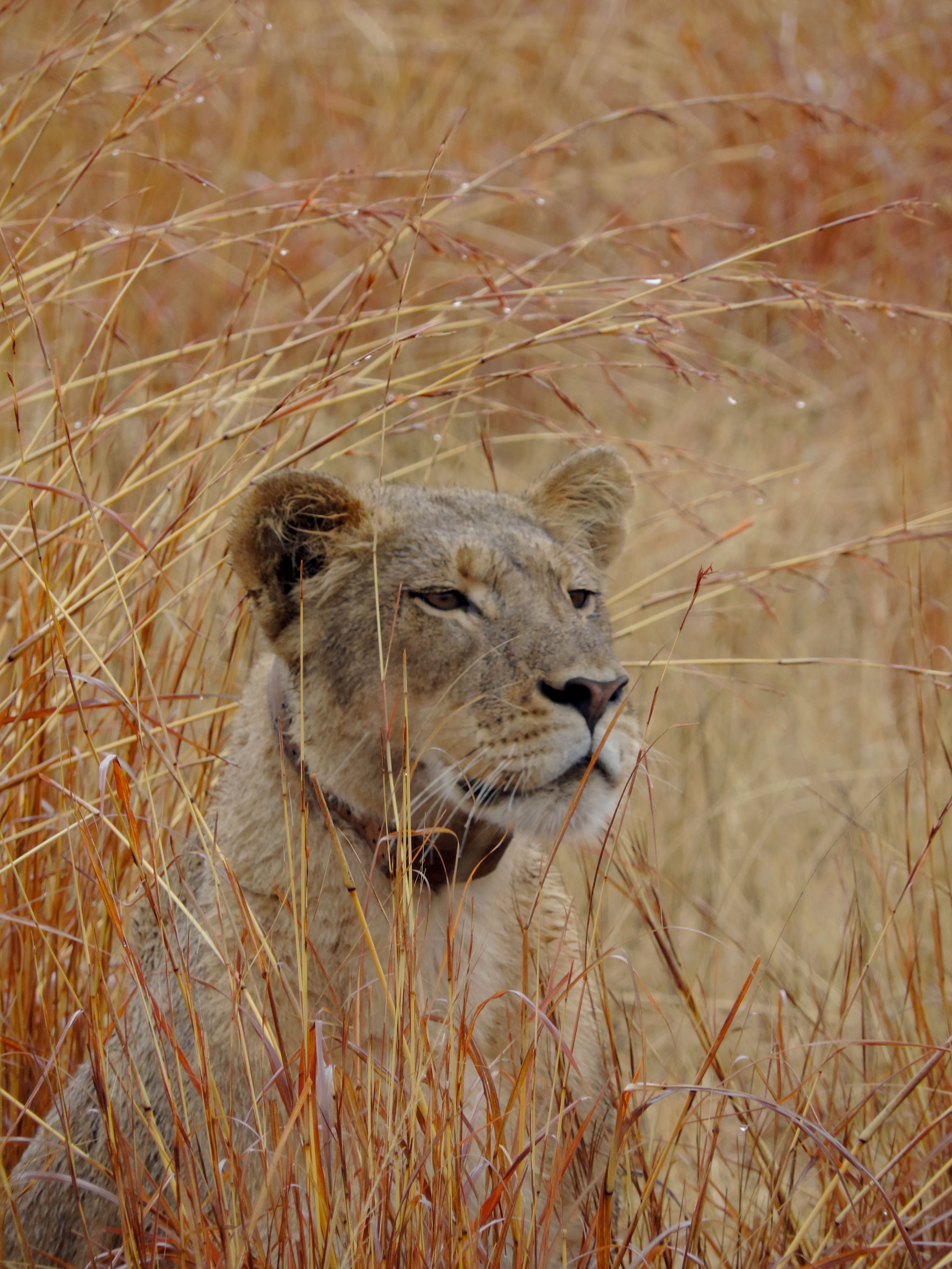 A Lioness Hiding in the Grass · Free Stock Photo