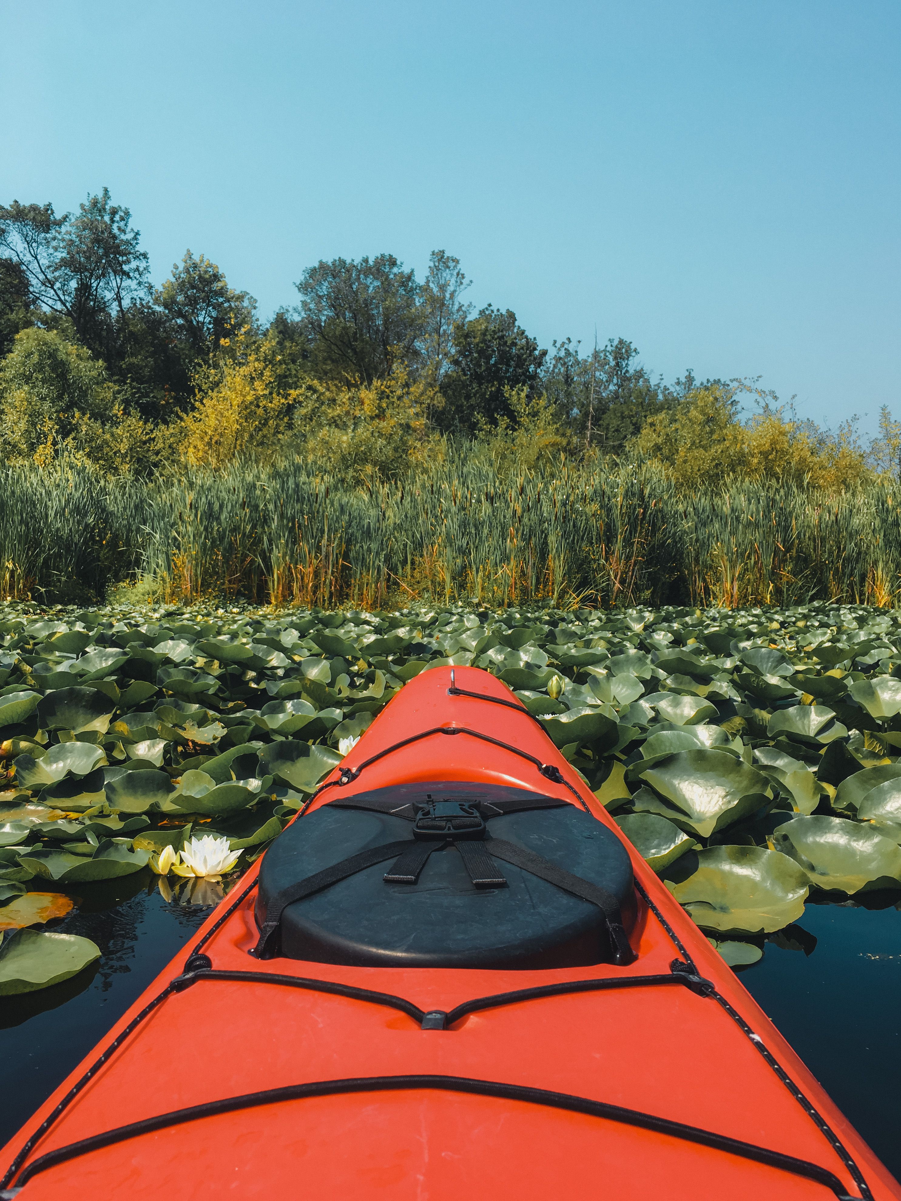 Lotus River Photos, Download The BEST Free Lotus River Stock Photos ...