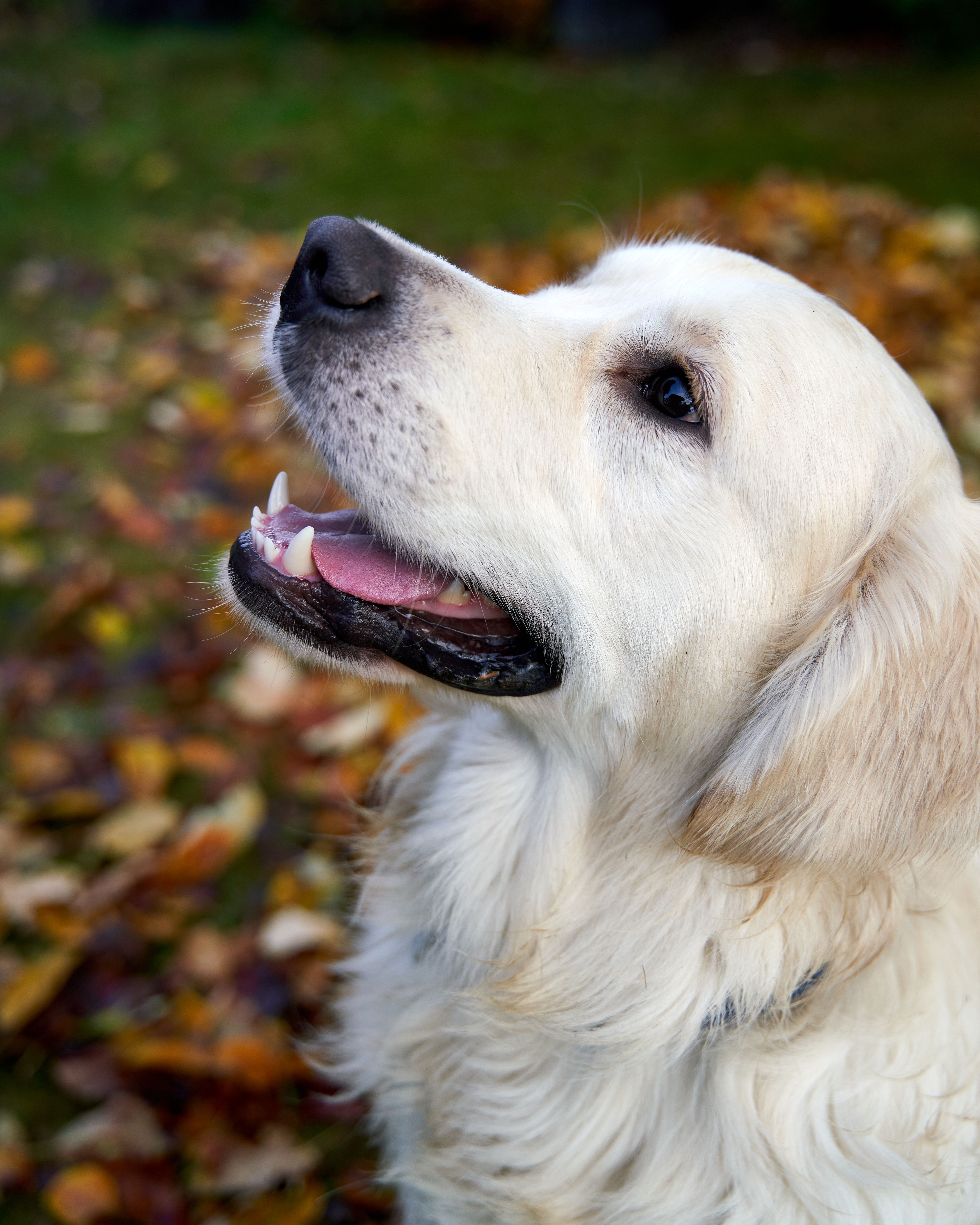 Labrador Retriever Family Photos, Download The BEST Free Labrador ...