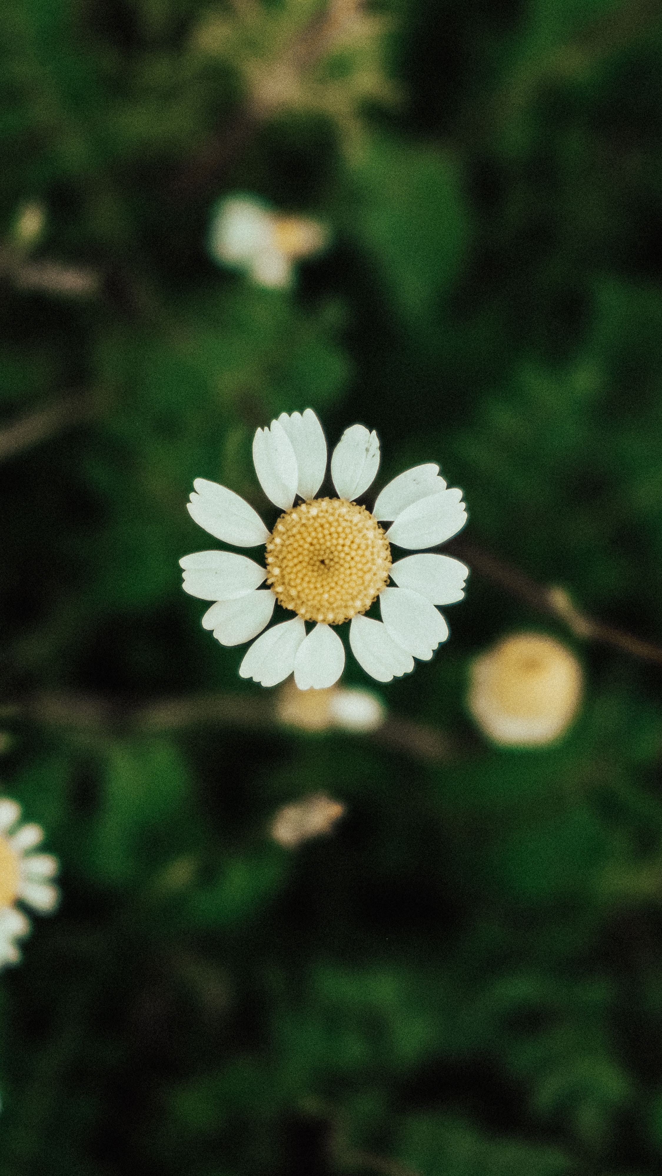 Close Up Photo of a Feverfew Flower · Free Stock Photo