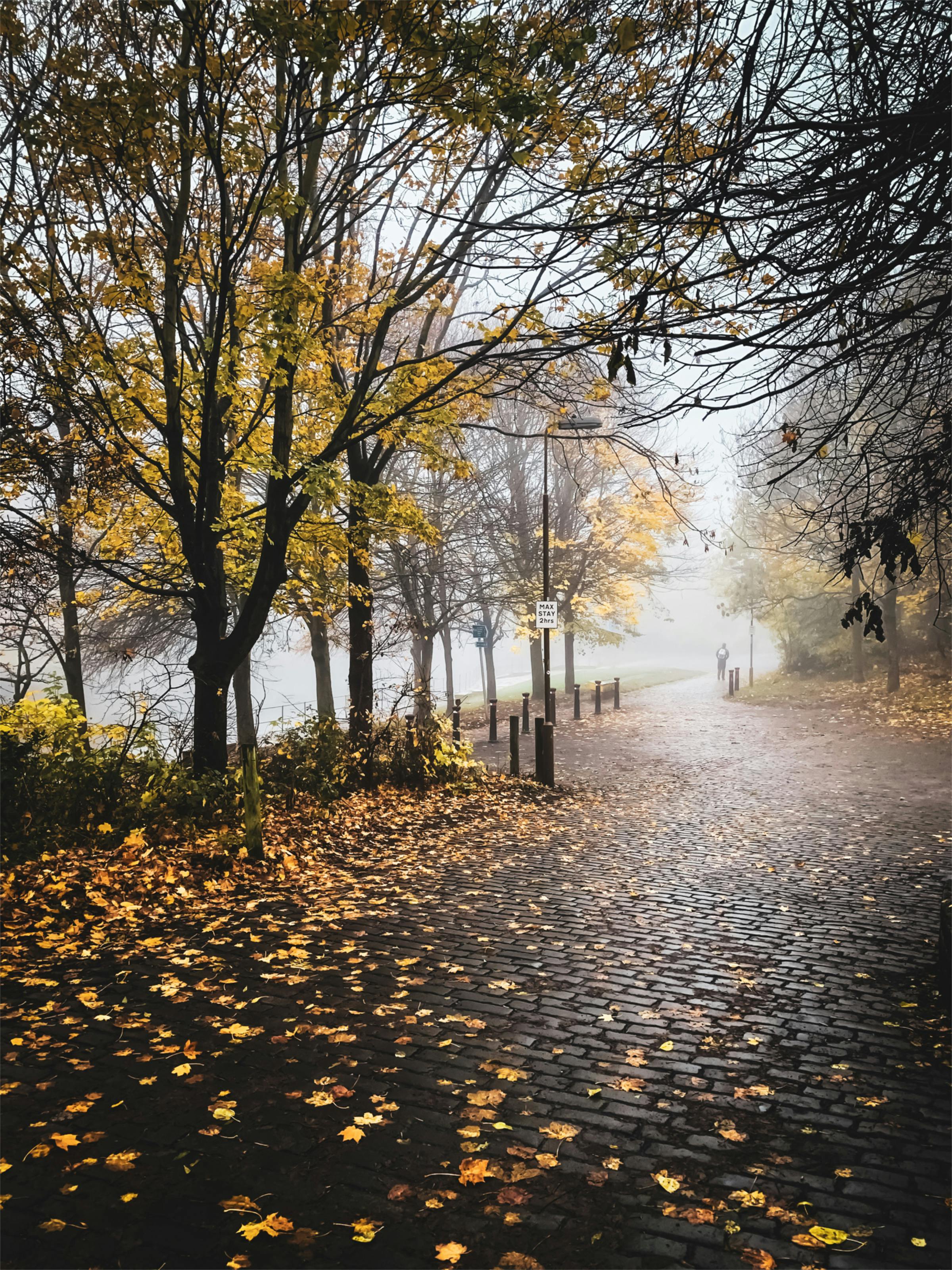 A Footpath in a Park · Free Stock Photo