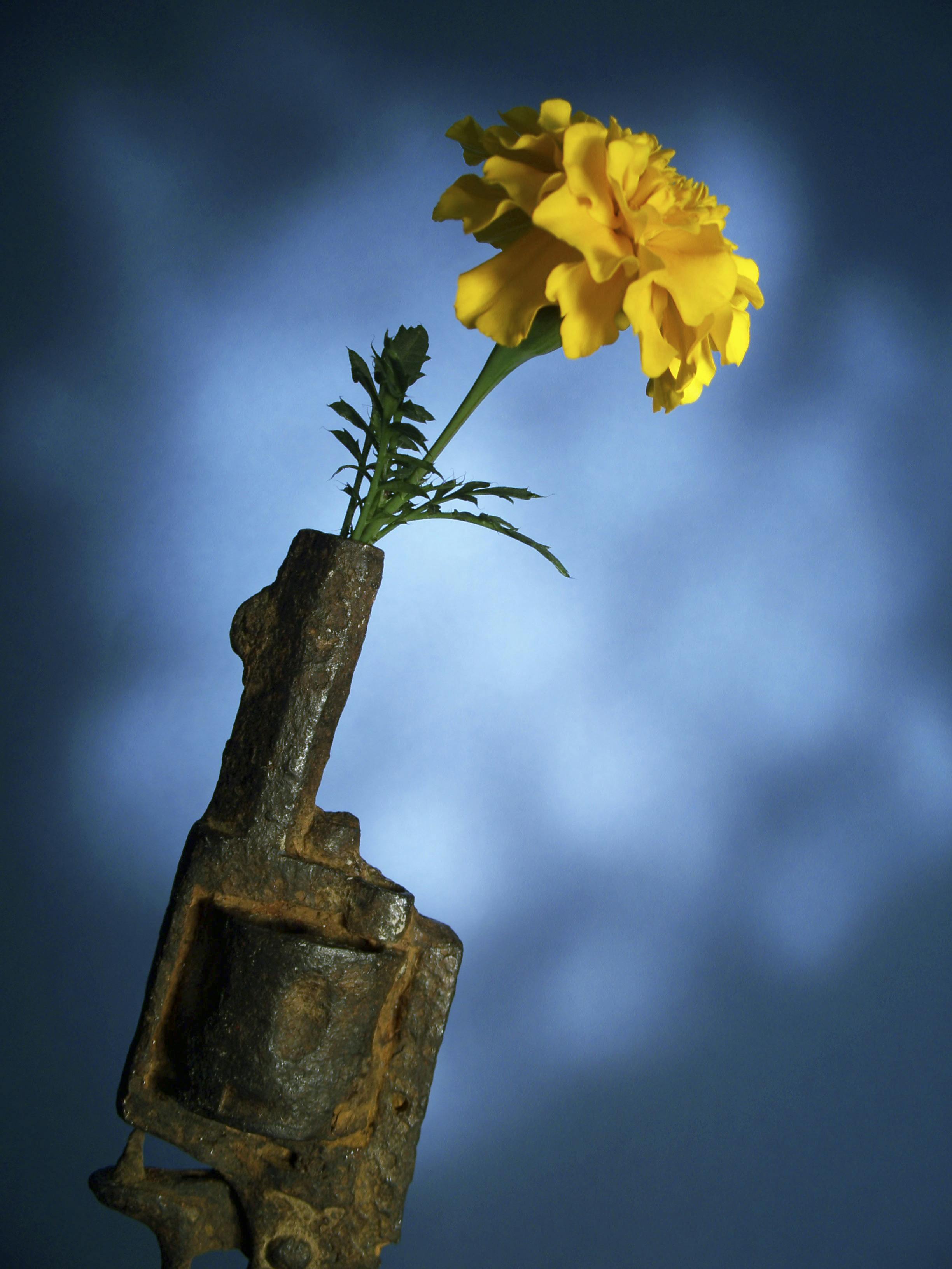Photo of a Yellow Flower in a Gun · Free Stock Photo