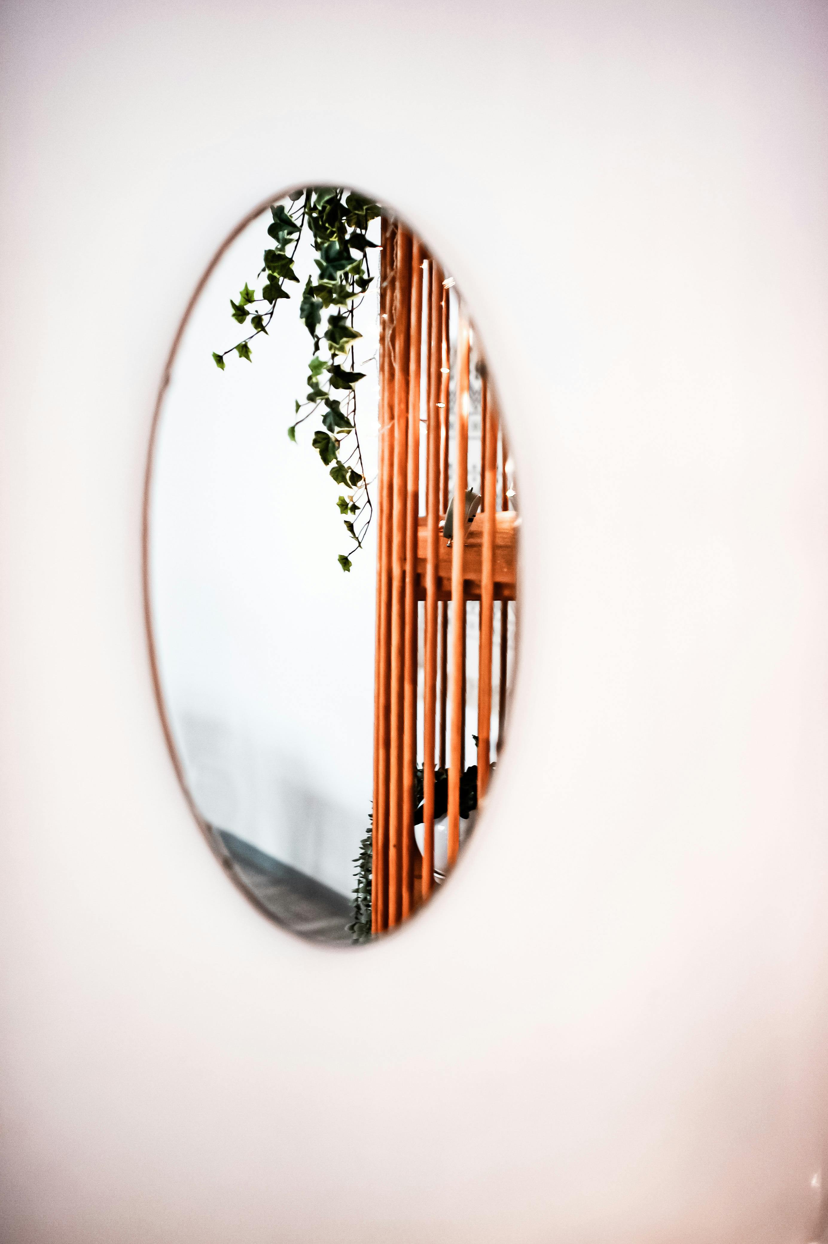 Reflection of a Vine Plant on a Mirror · Free Stock Photo