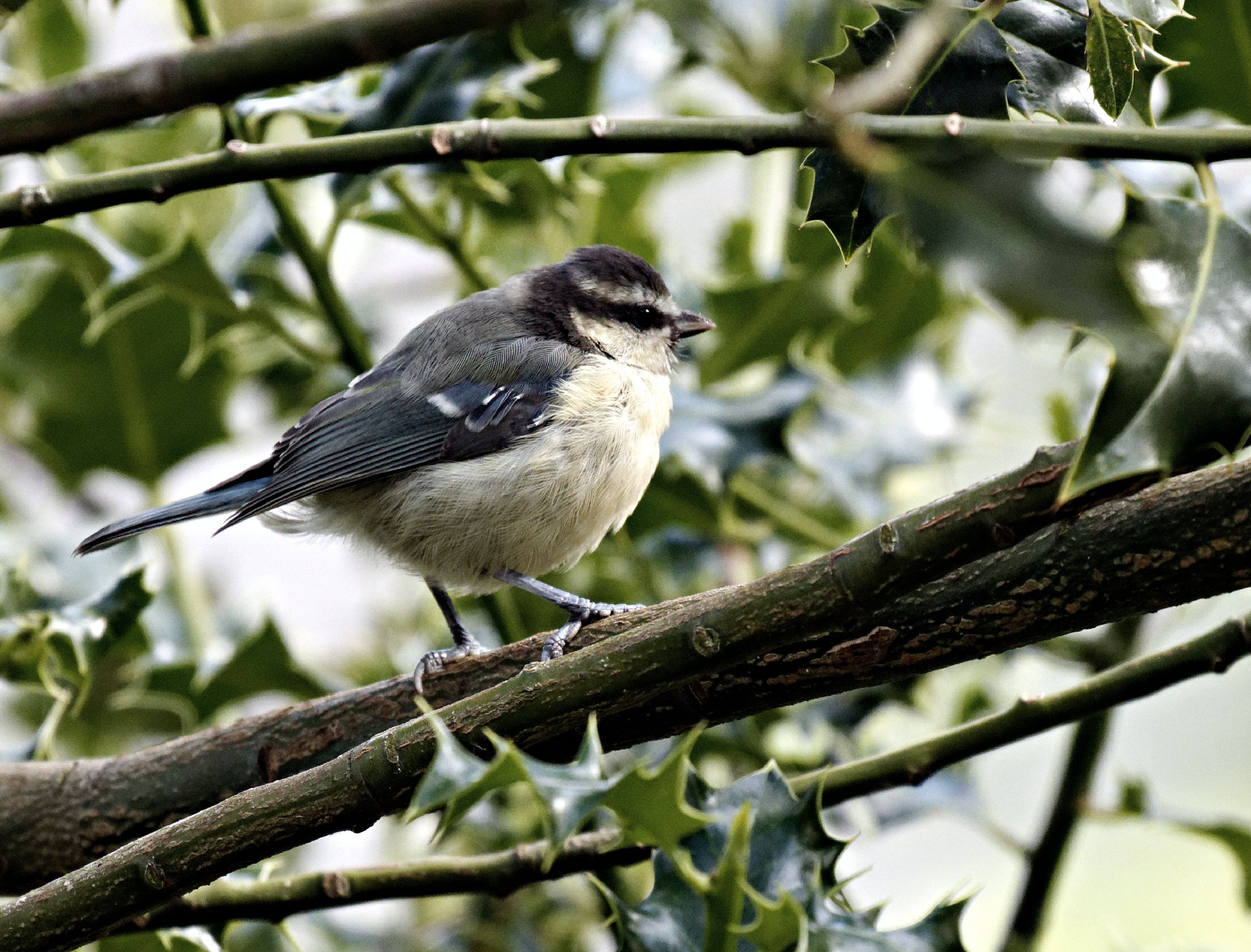 Photograph of a Eurasian Blue Tit on Green Leaves · Free Stock Photo