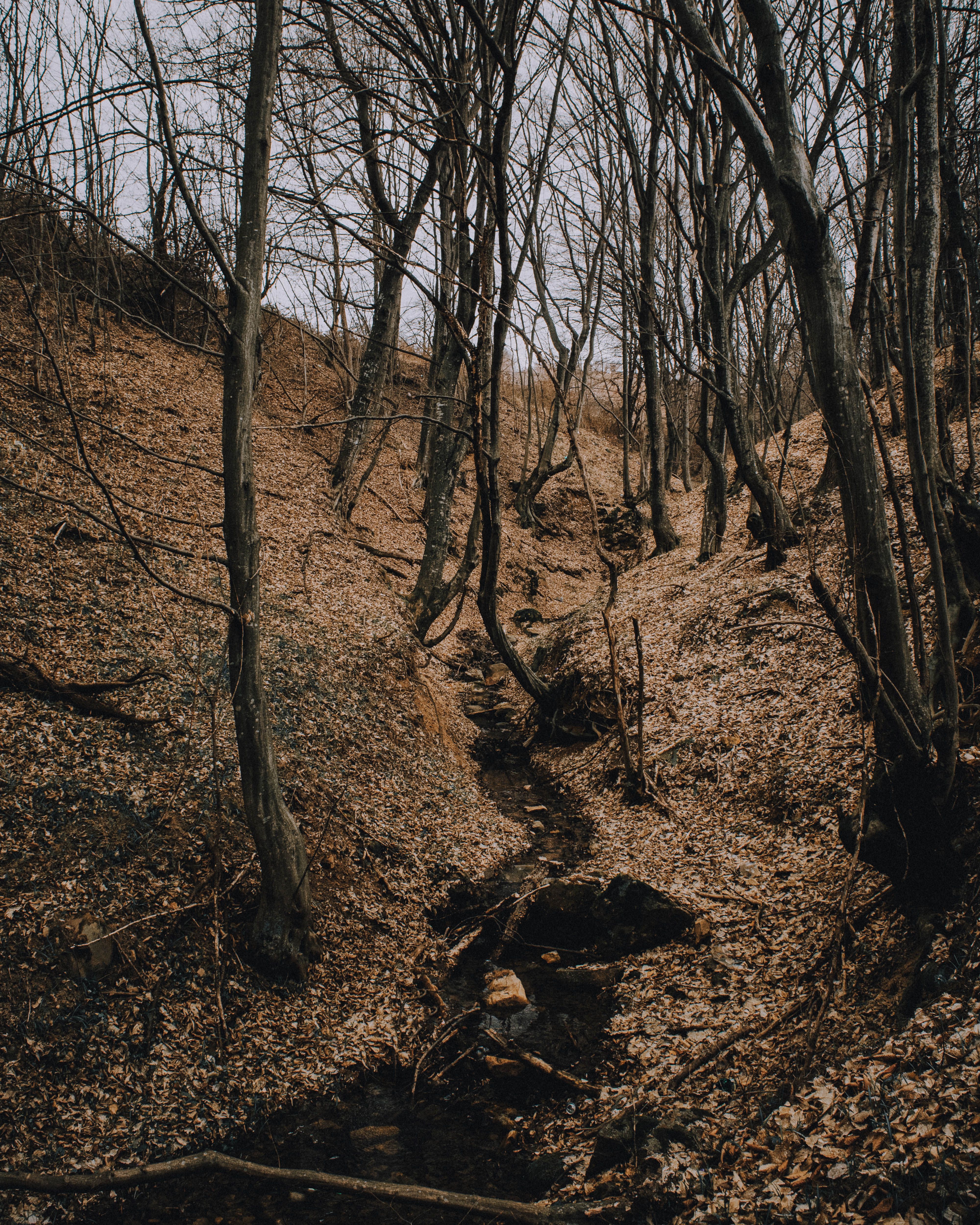 A Brook Between Leafless Trees · Free Stock Photo