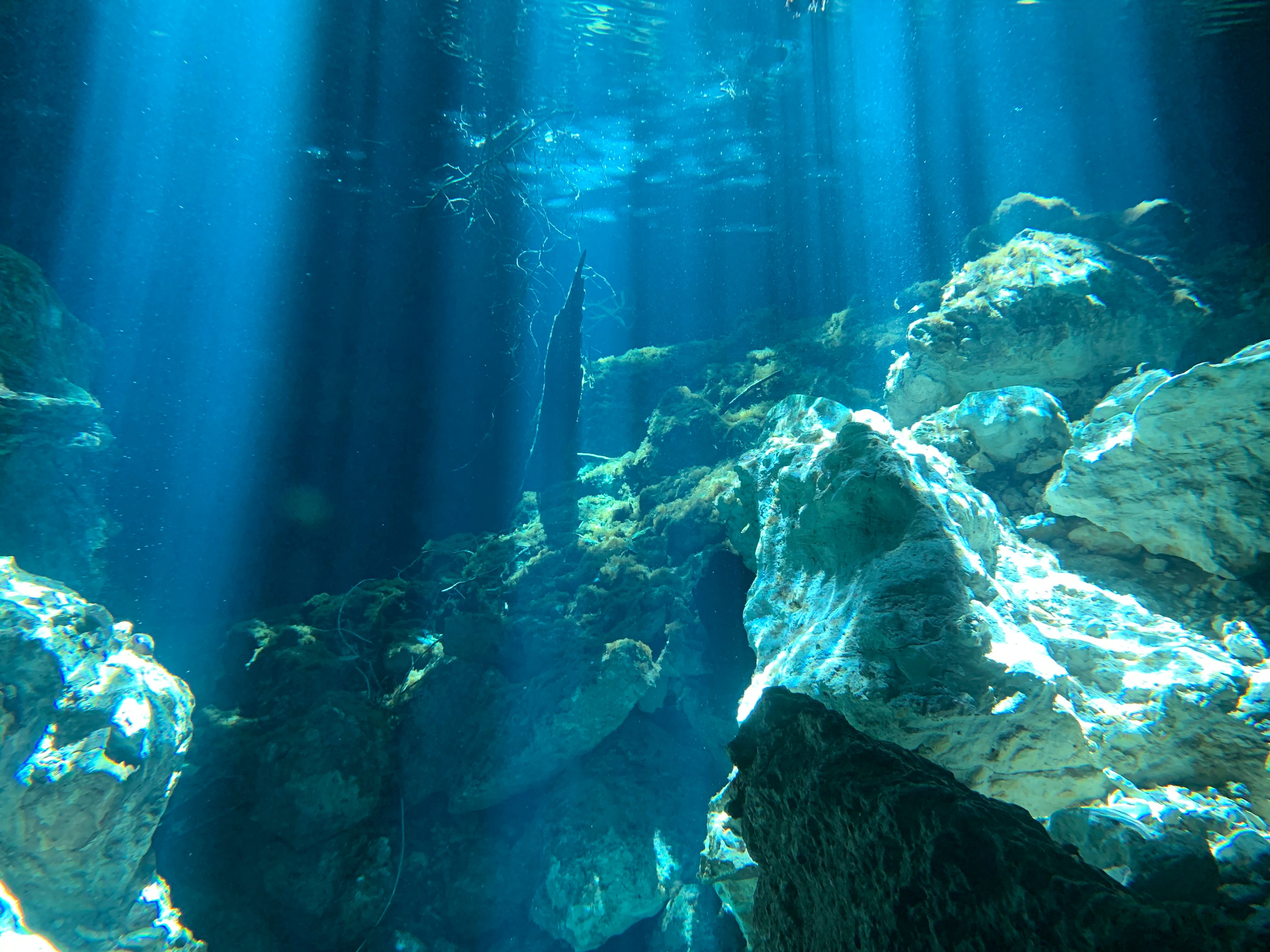Underwater Plants Photos, Download The BEST Free Underwater Plants ...