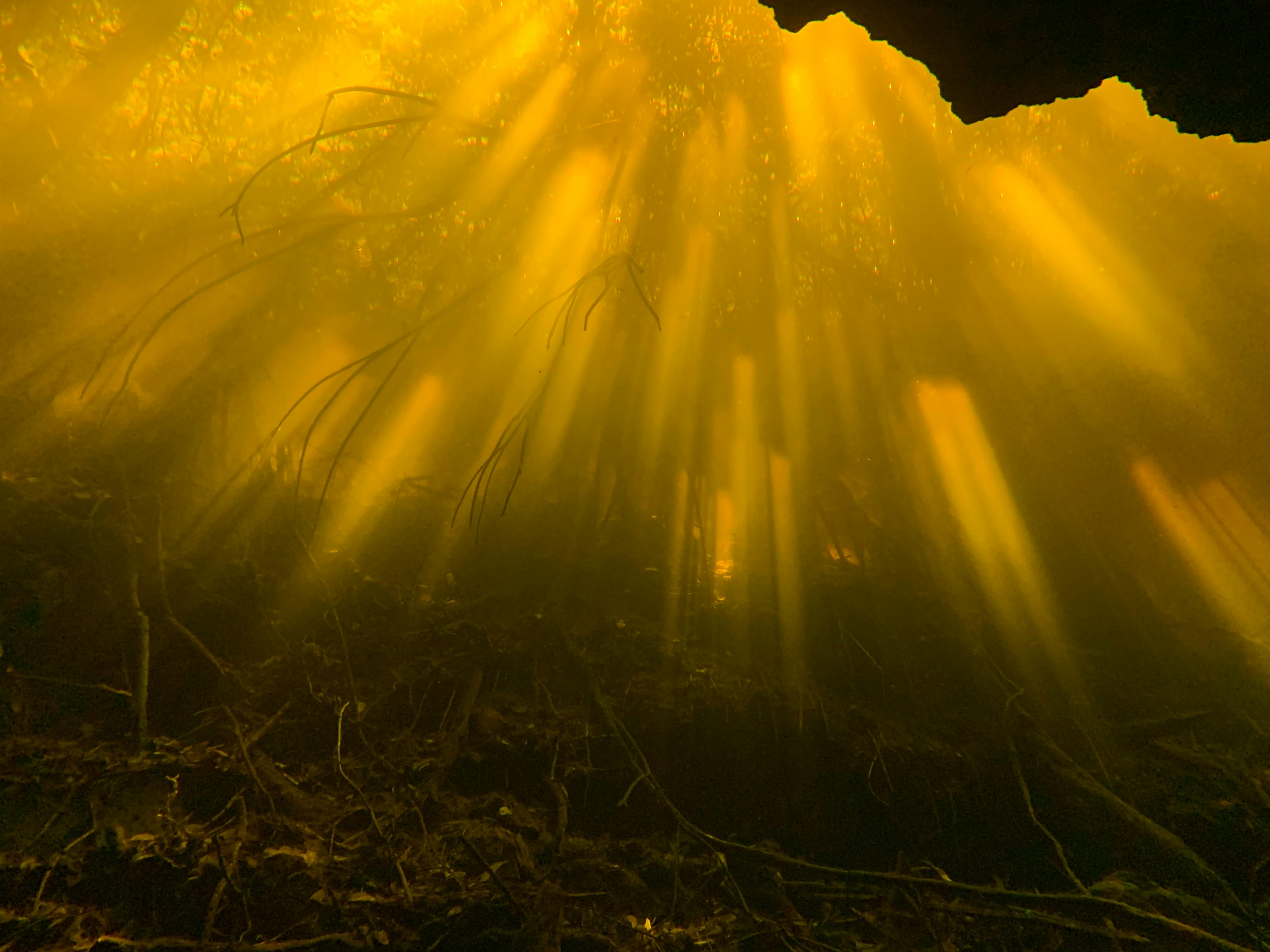 Murky Underwater Photos, Download The BEST Free Murky Underwater Stock ...