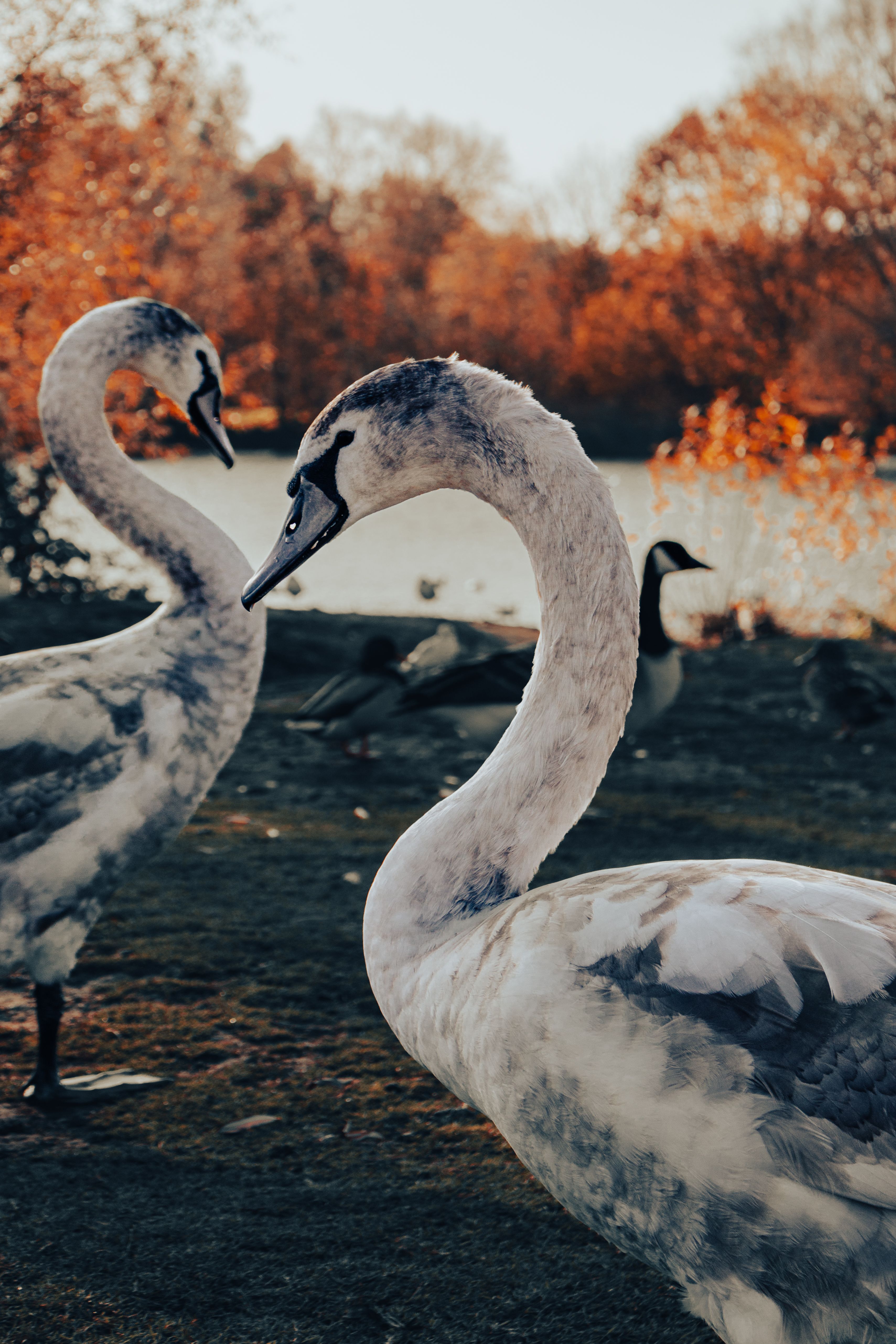 A Bird on the Water Fountain · Free Stock Photo