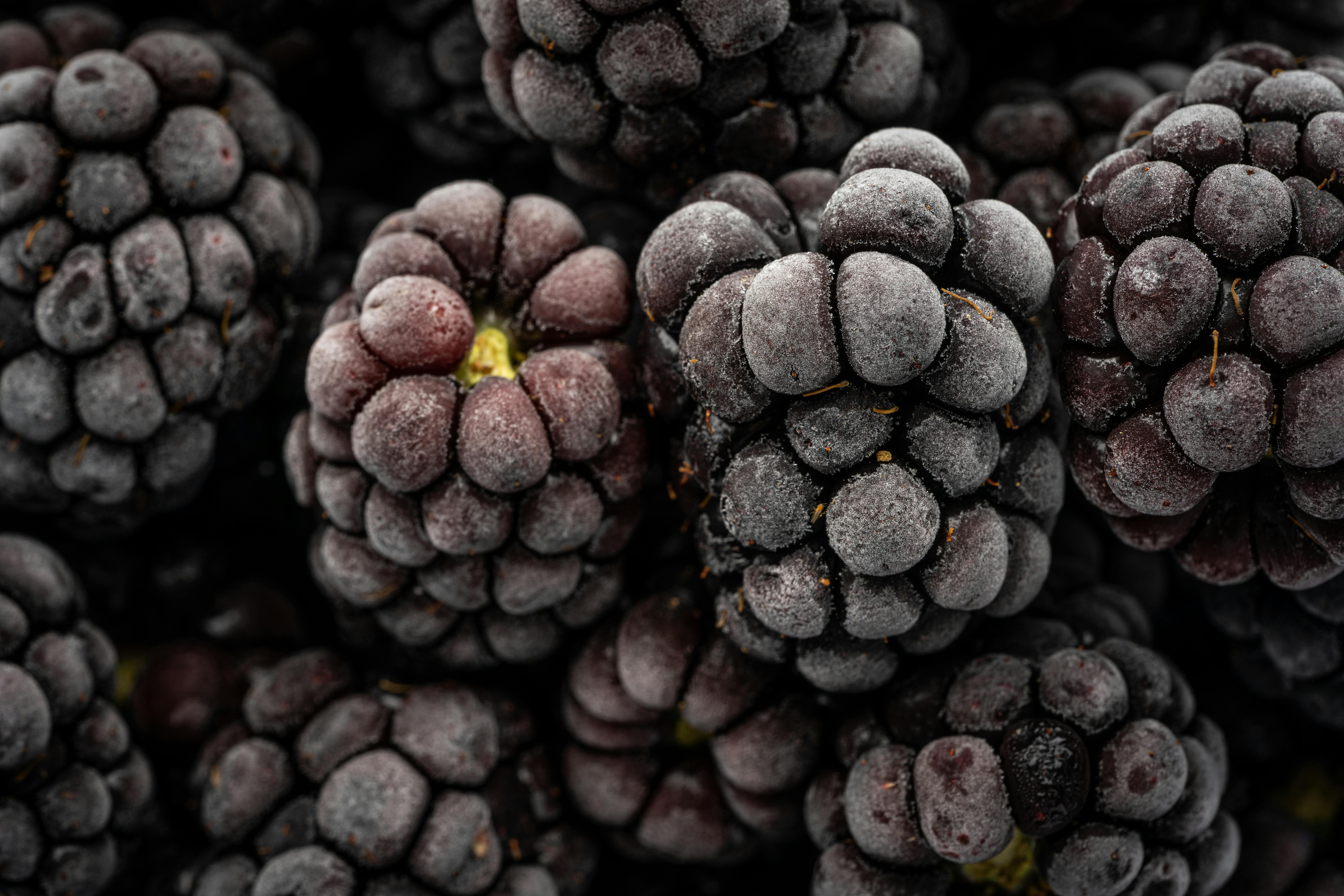 Blackberries in Close-up · Free Stock Photo