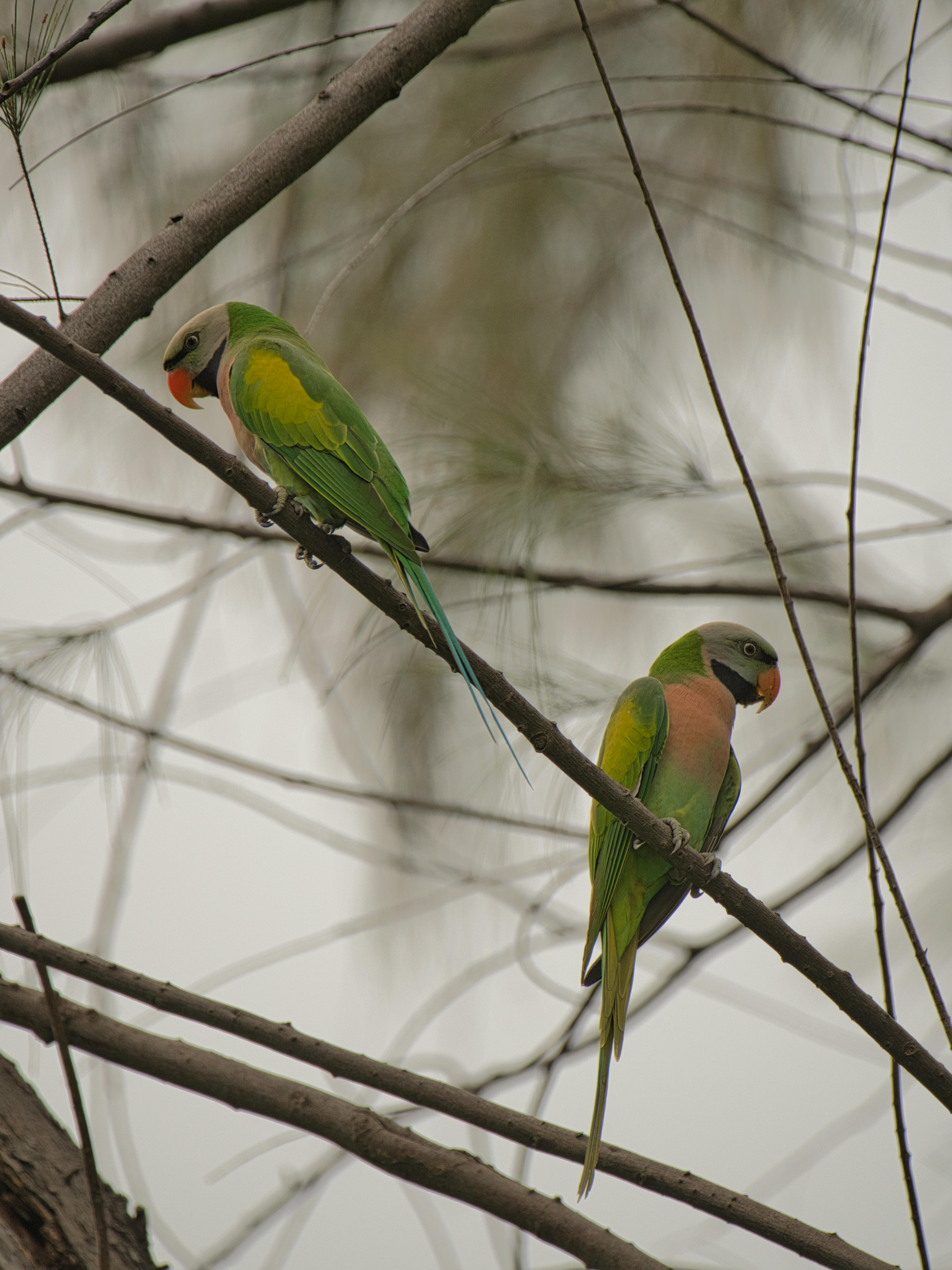 Parakeets Photos, Download The BEST Free Parakeets Stock Photos & HD Images
