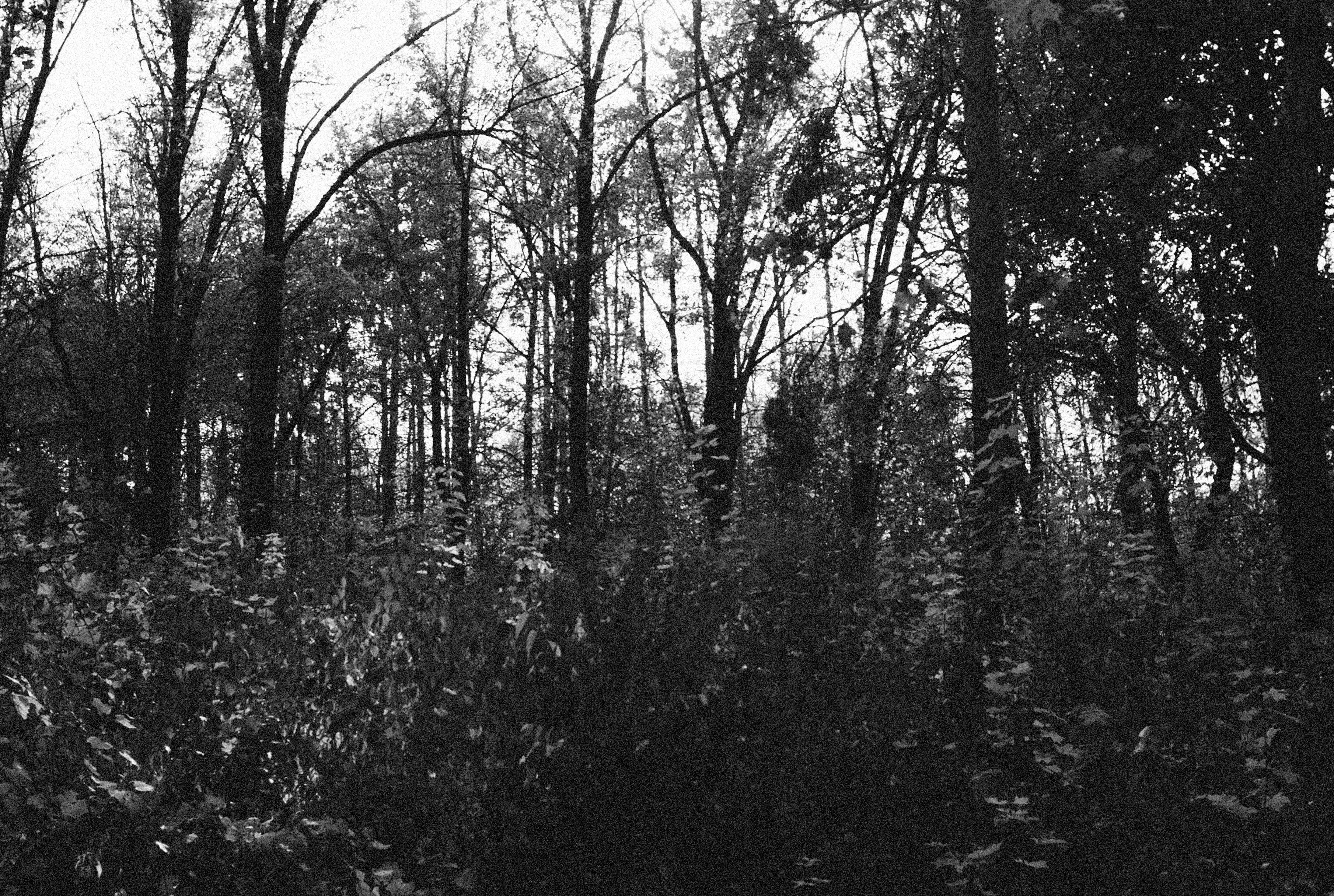 Grayscale Photo of Trees in the Forest · Free Stock Photo