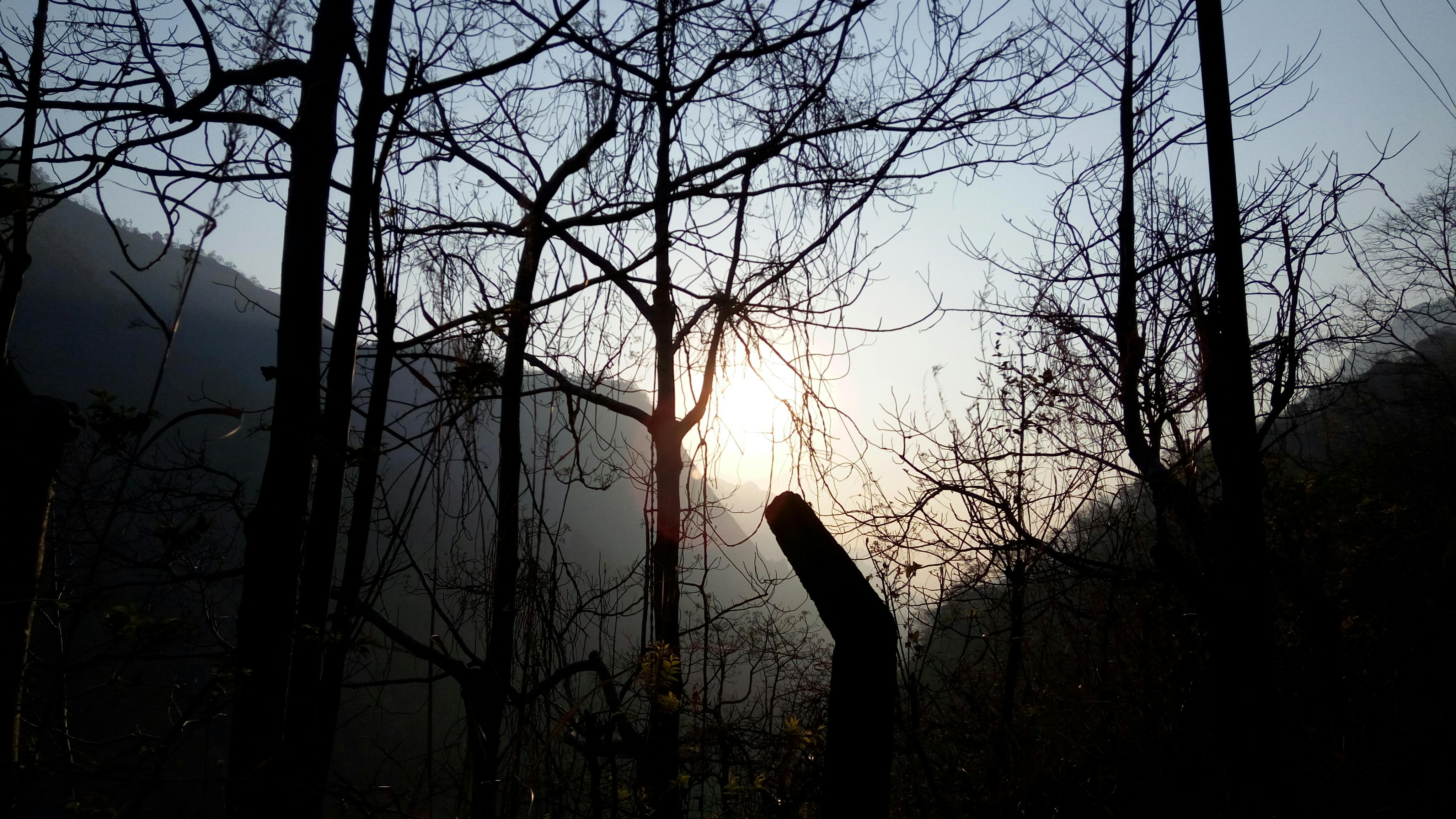 Free stock photo of dark, dark forest, forest