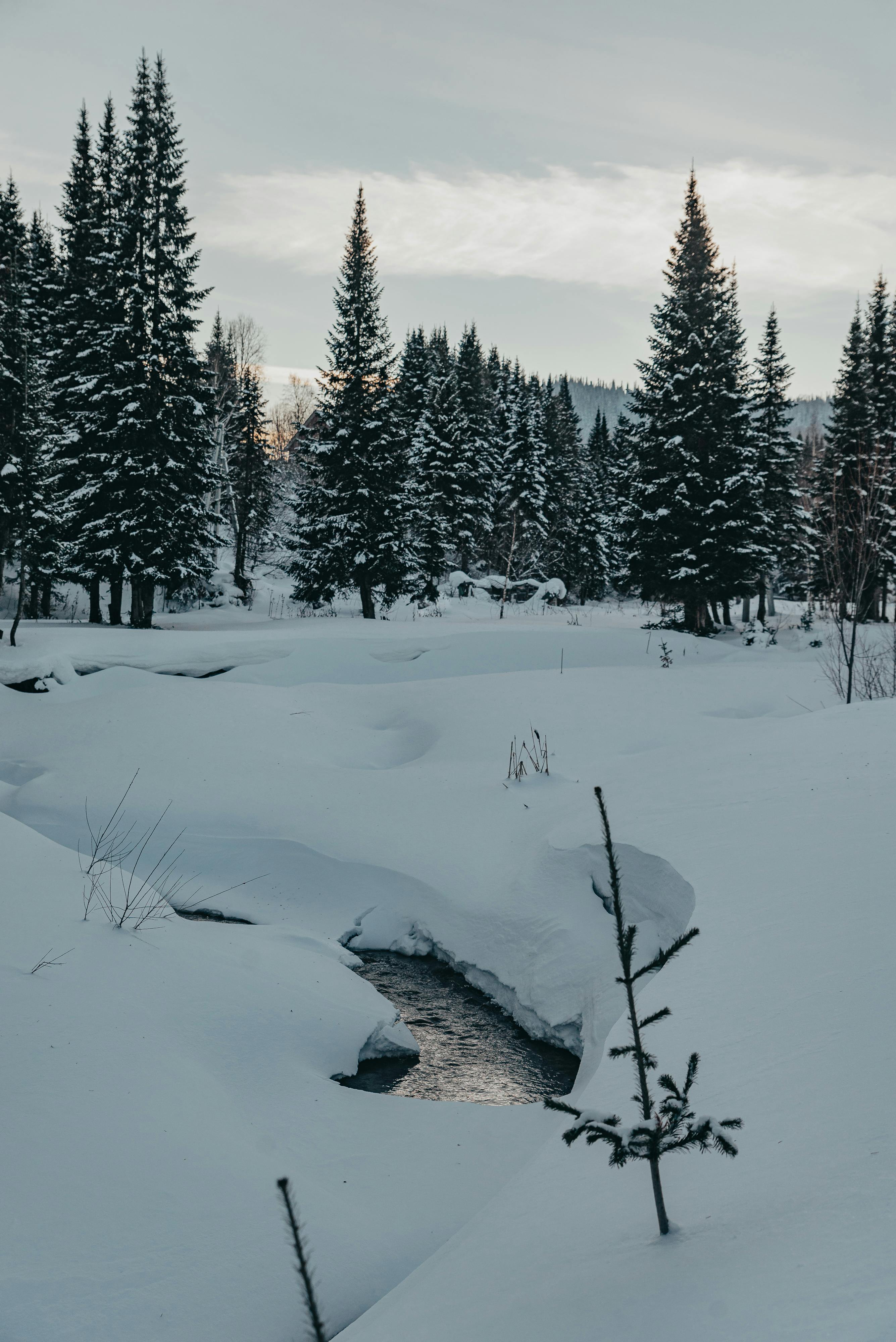 Snowy Riverbank with Pine Trees · Free Stock Photo