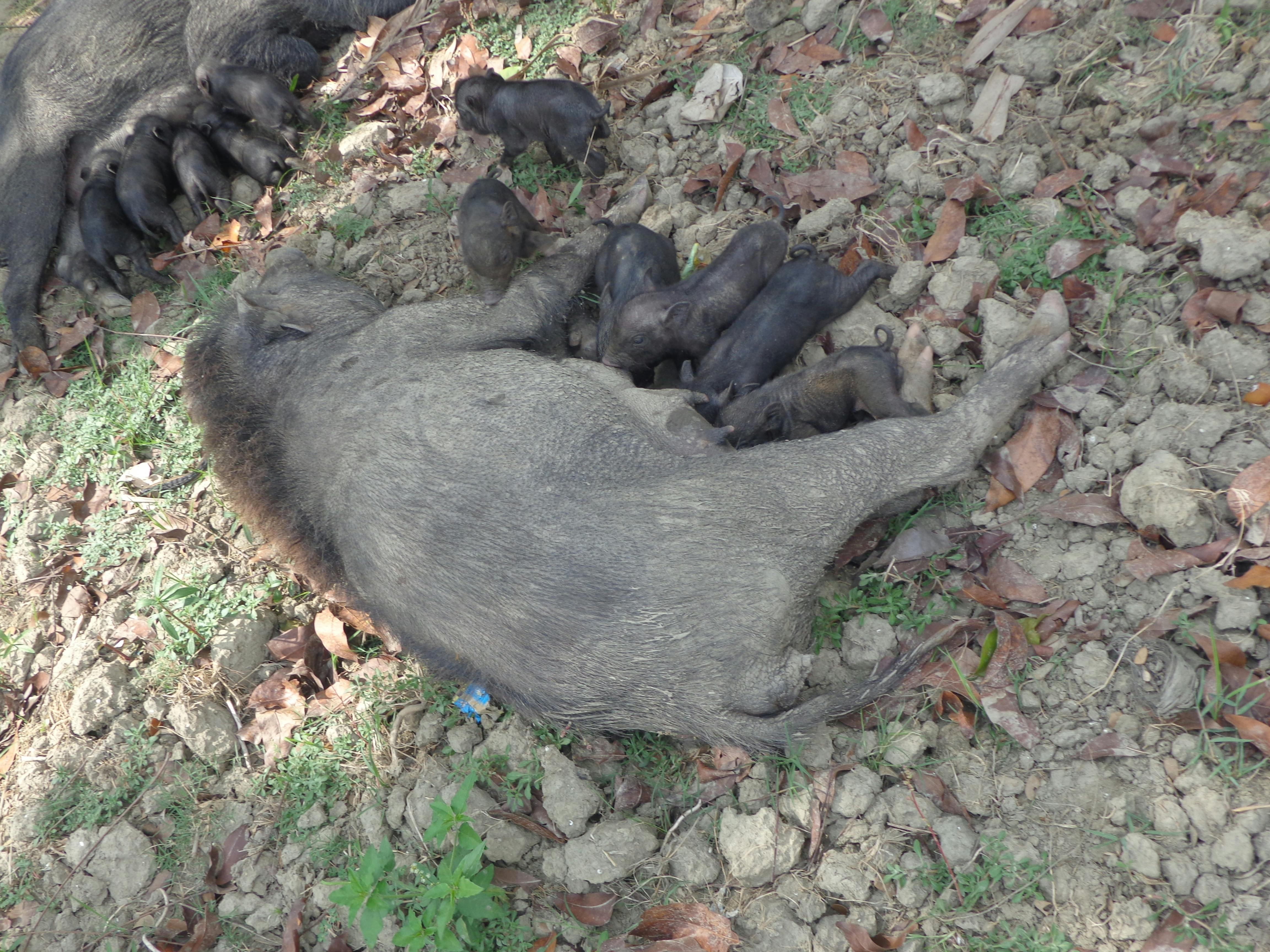 Free stock photo of bishnu