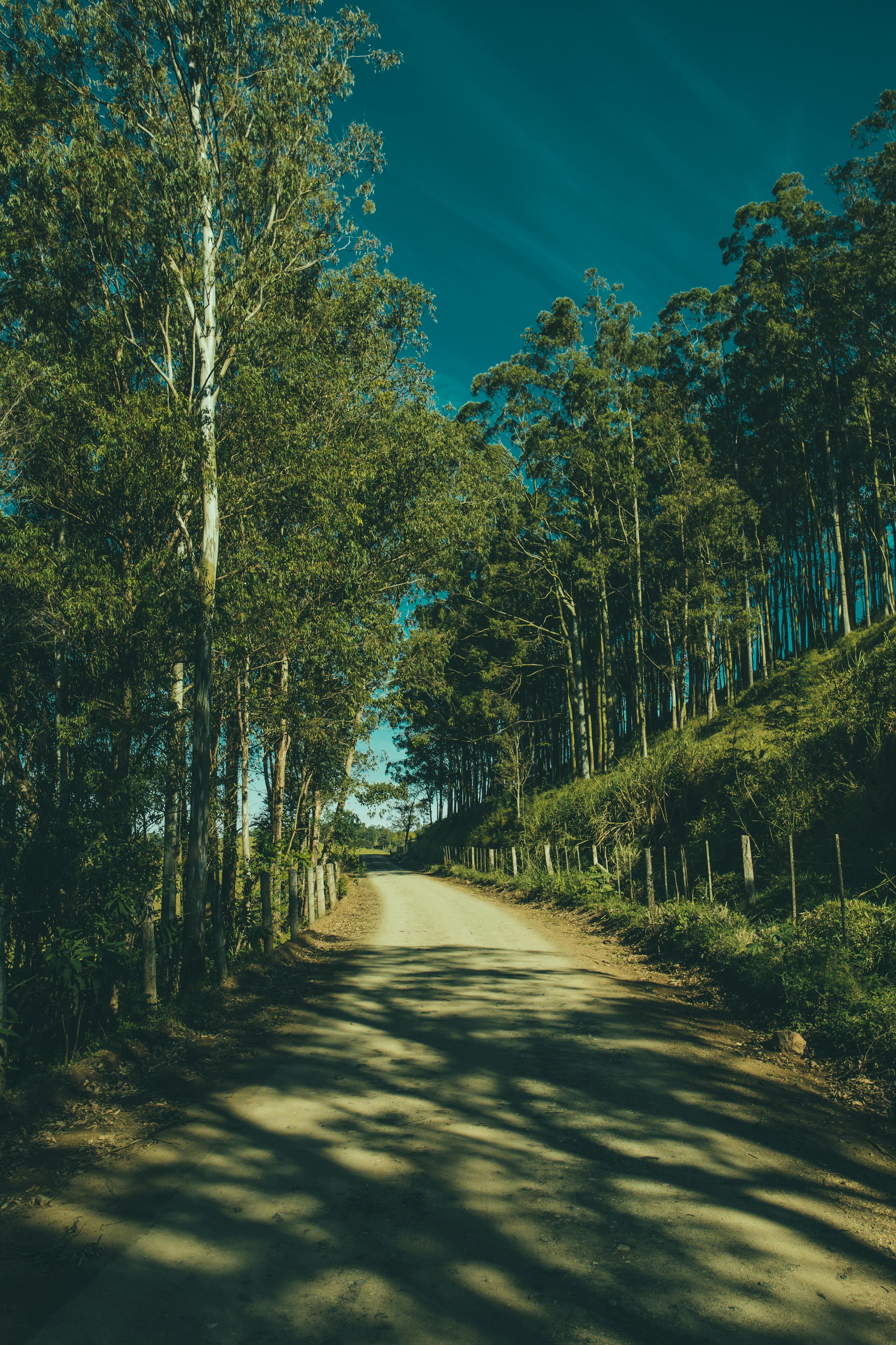 Green Trees and Road · Free Stock Photo