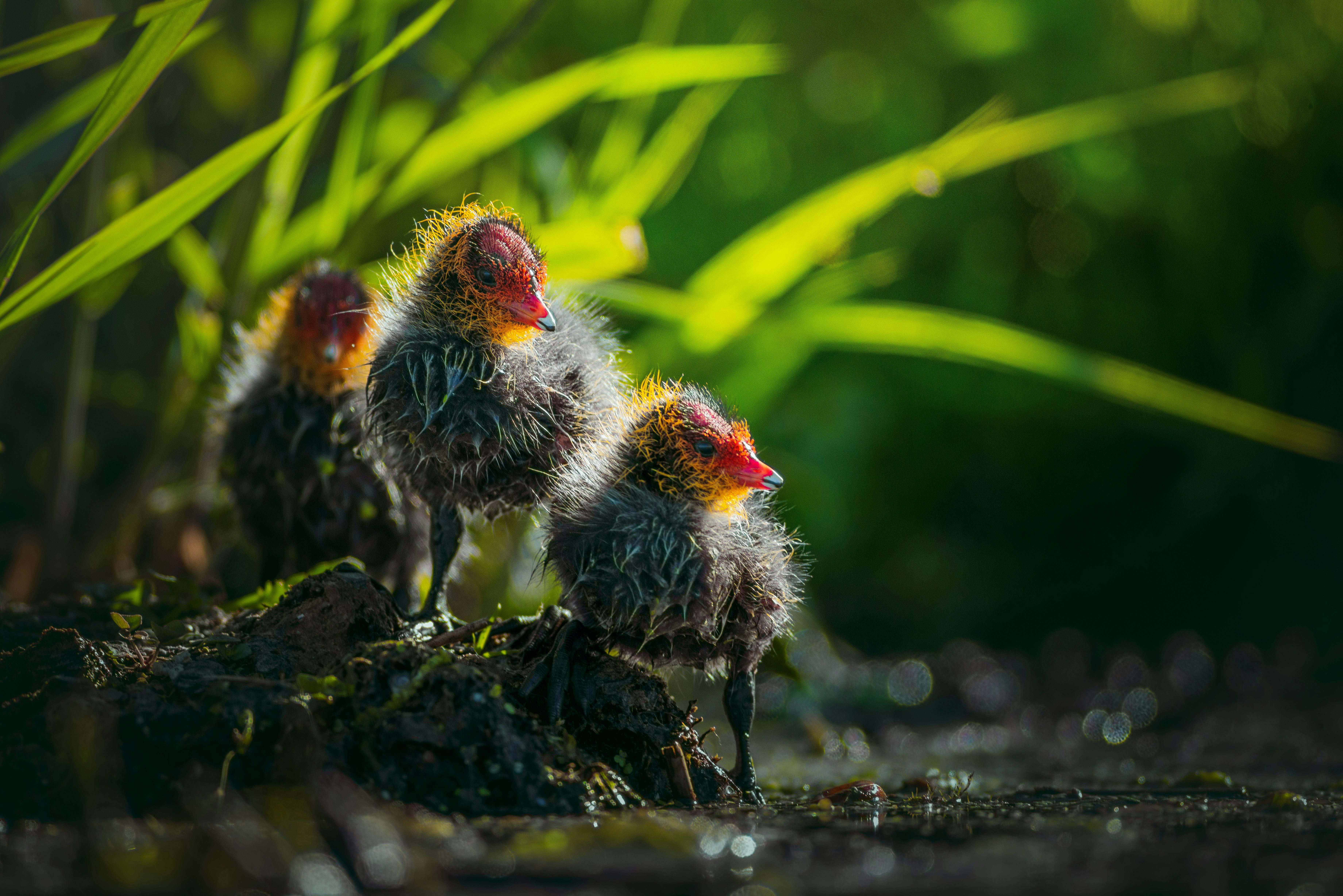 Close-up Photo of Hatchlings · Free Stock Photo
