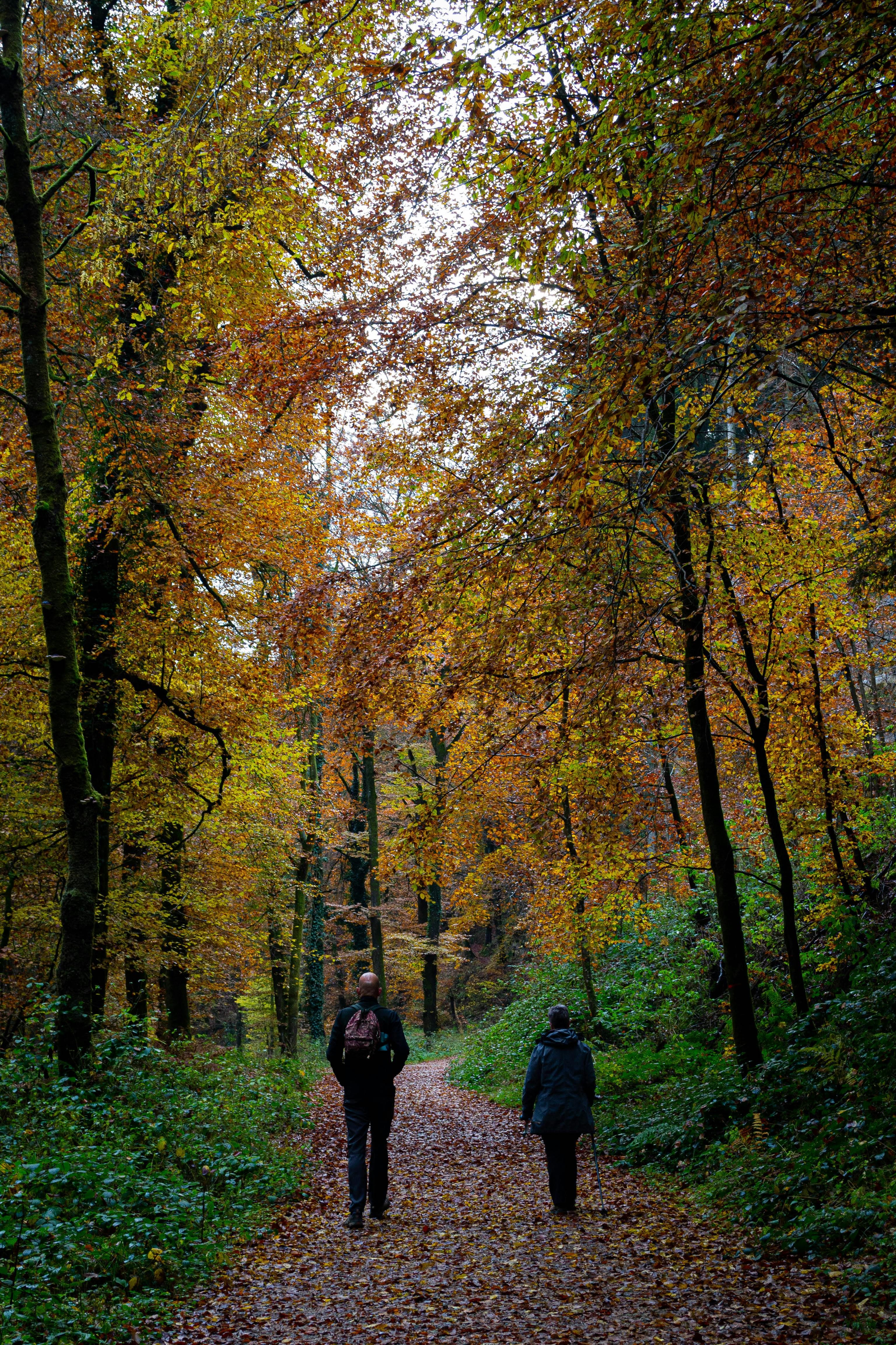 A Back View of a Couple Walking Between Trees in the Forest · Free ...
