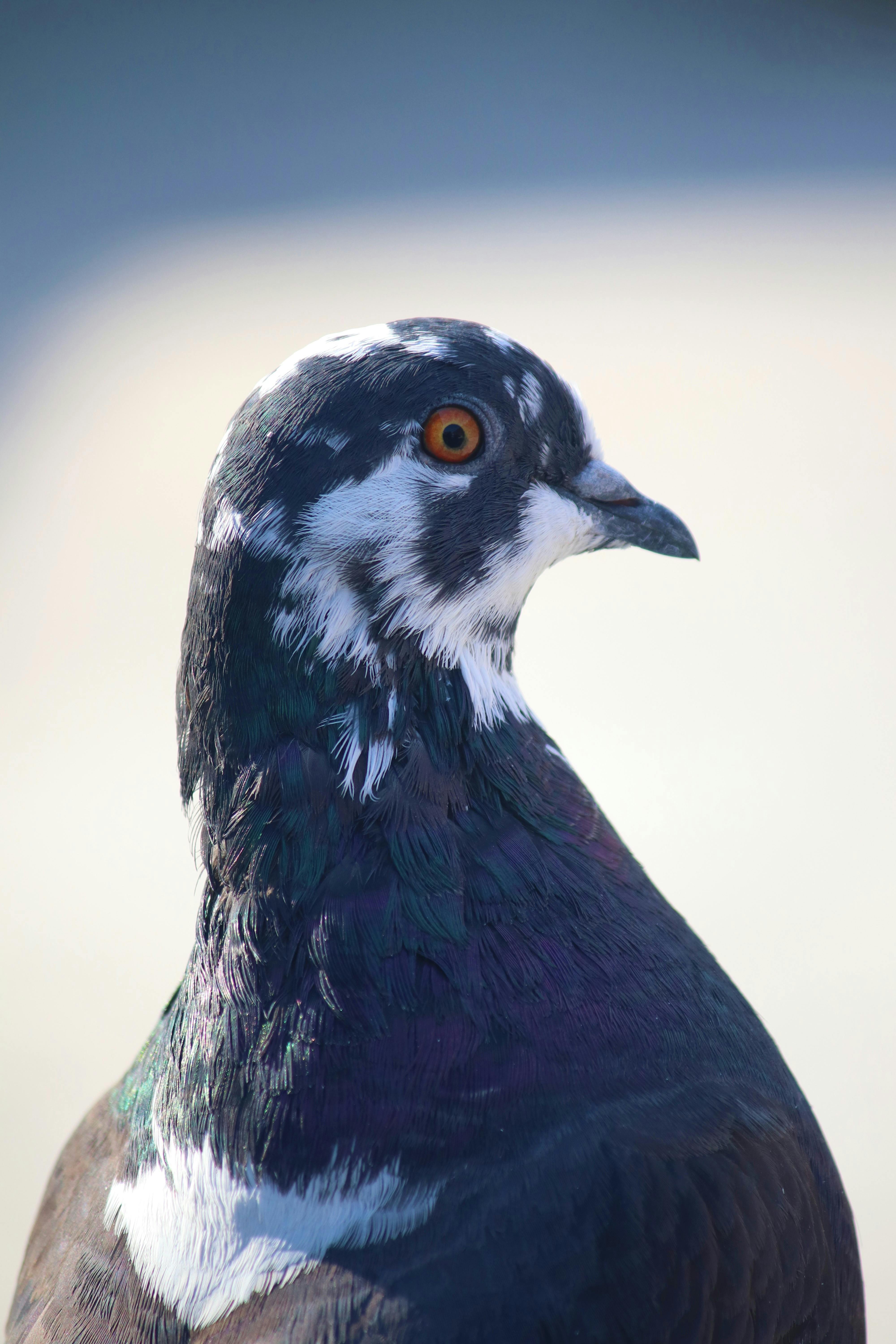 100.000+ melhores imagens de Cara De Pombo · Download 100% grátis ...