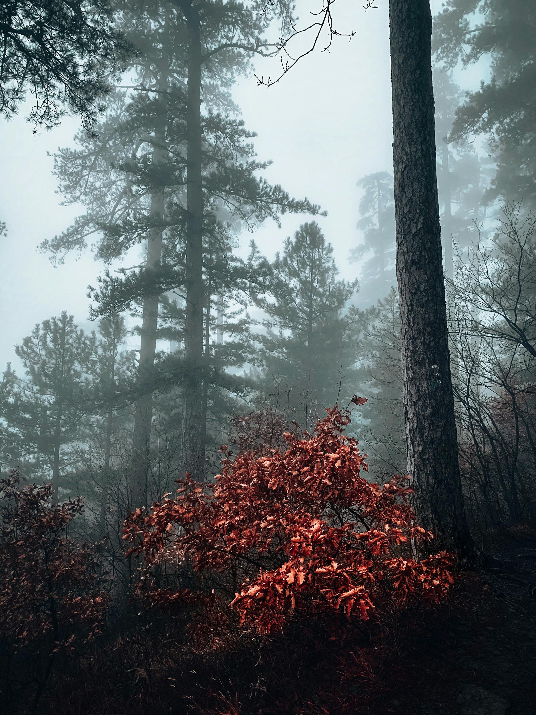 A Fallen Tree in the Forest · Free Stock Photo
