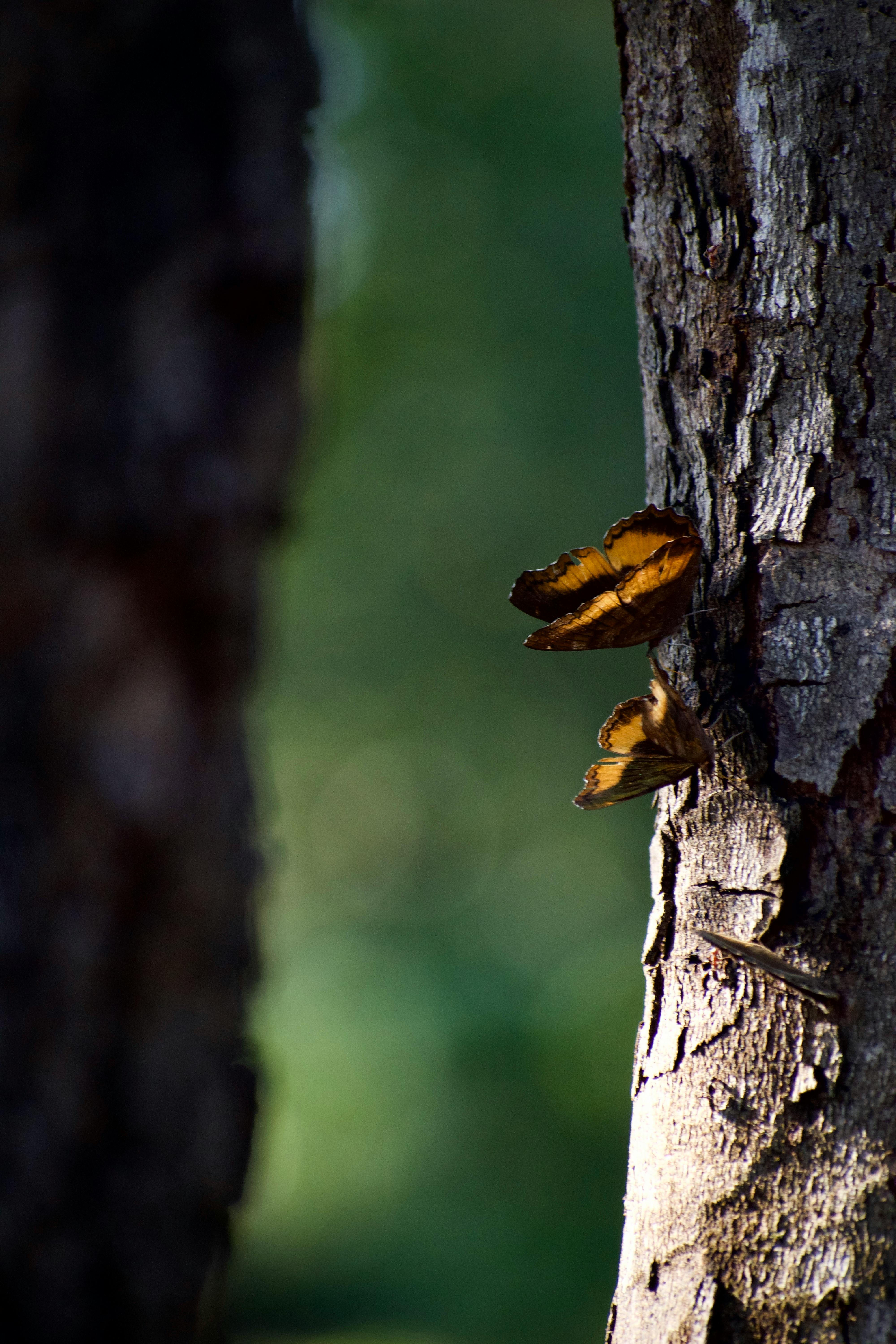 Butterflies Perch on a Tree Trunk · Free Stock Photo