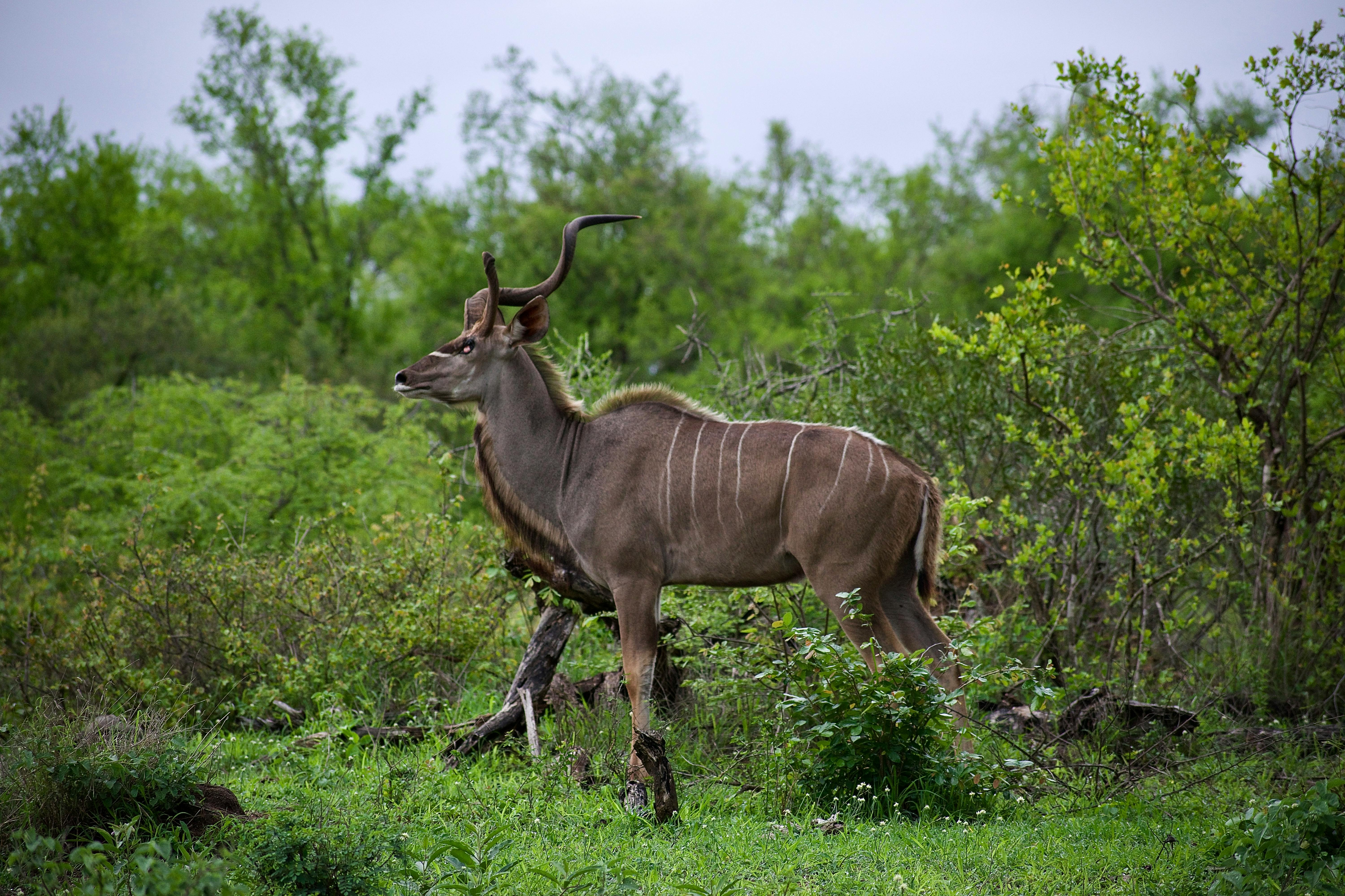 Kudu Girin Photos, Download The BEST Free Kudu Girin Stock Photos & HD ...