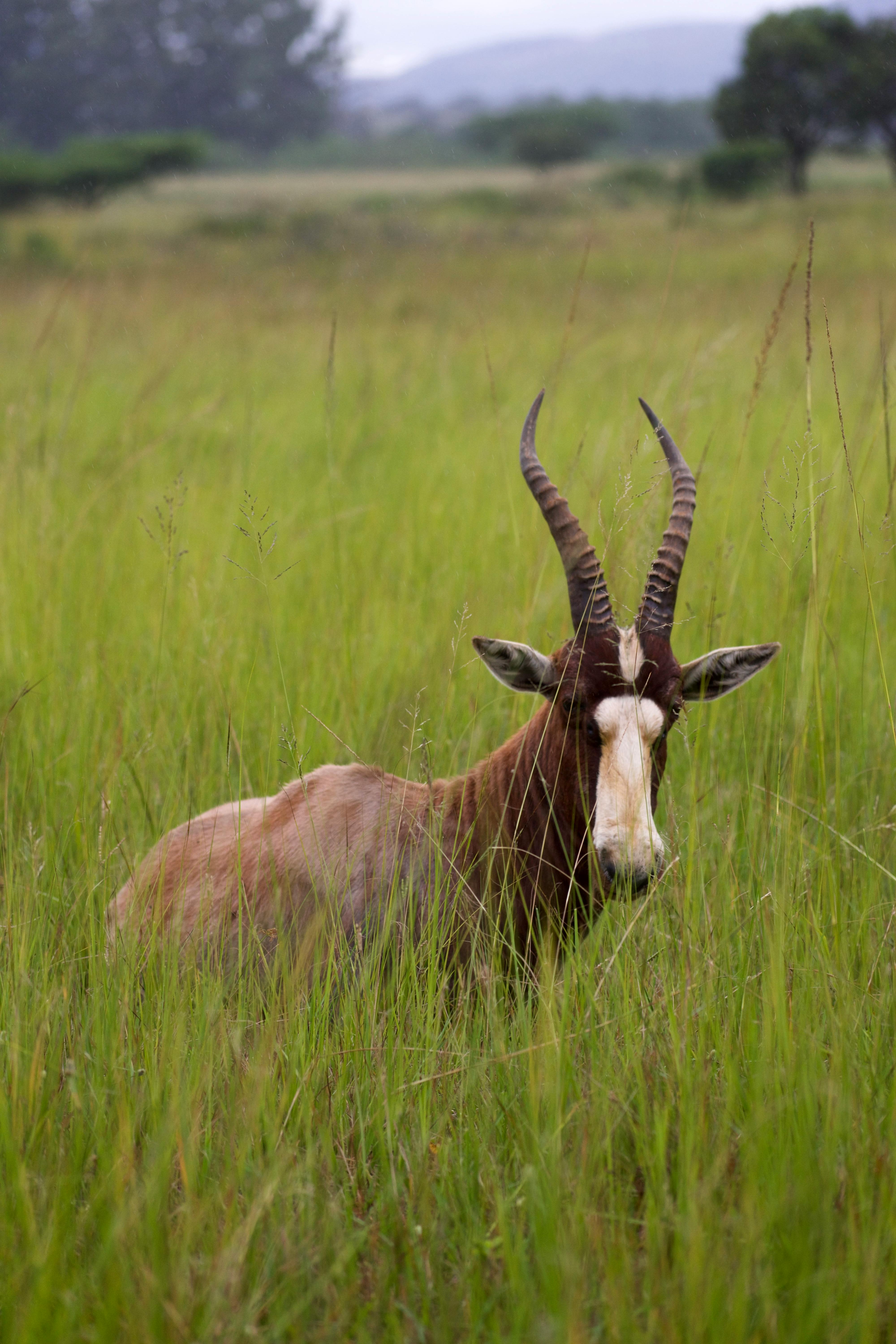 Photo of an Antelope in a Grass Field · Free Stock Photo