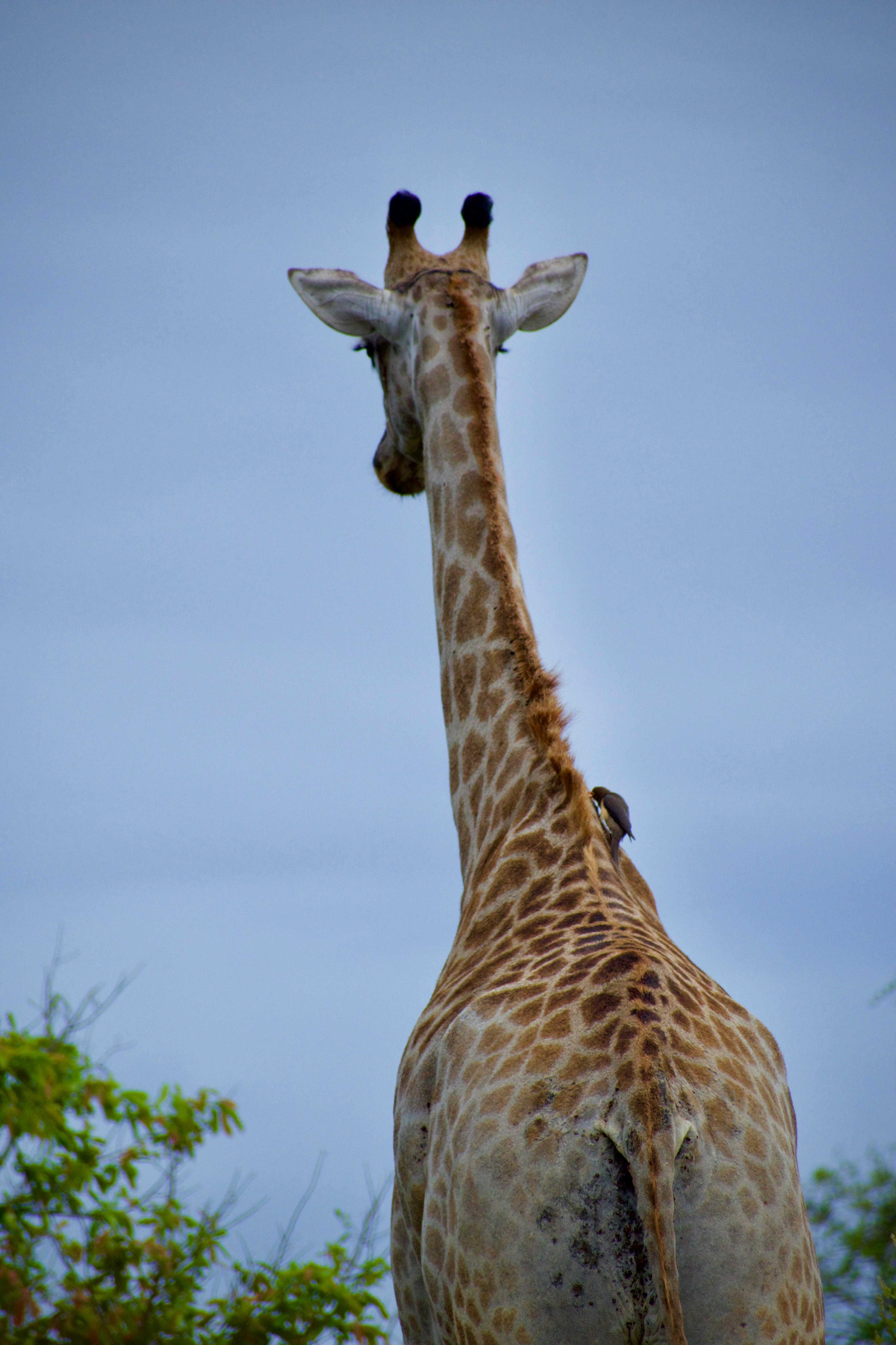 Back View of a Giraffe Under Blue Sky · Free Stock Photo