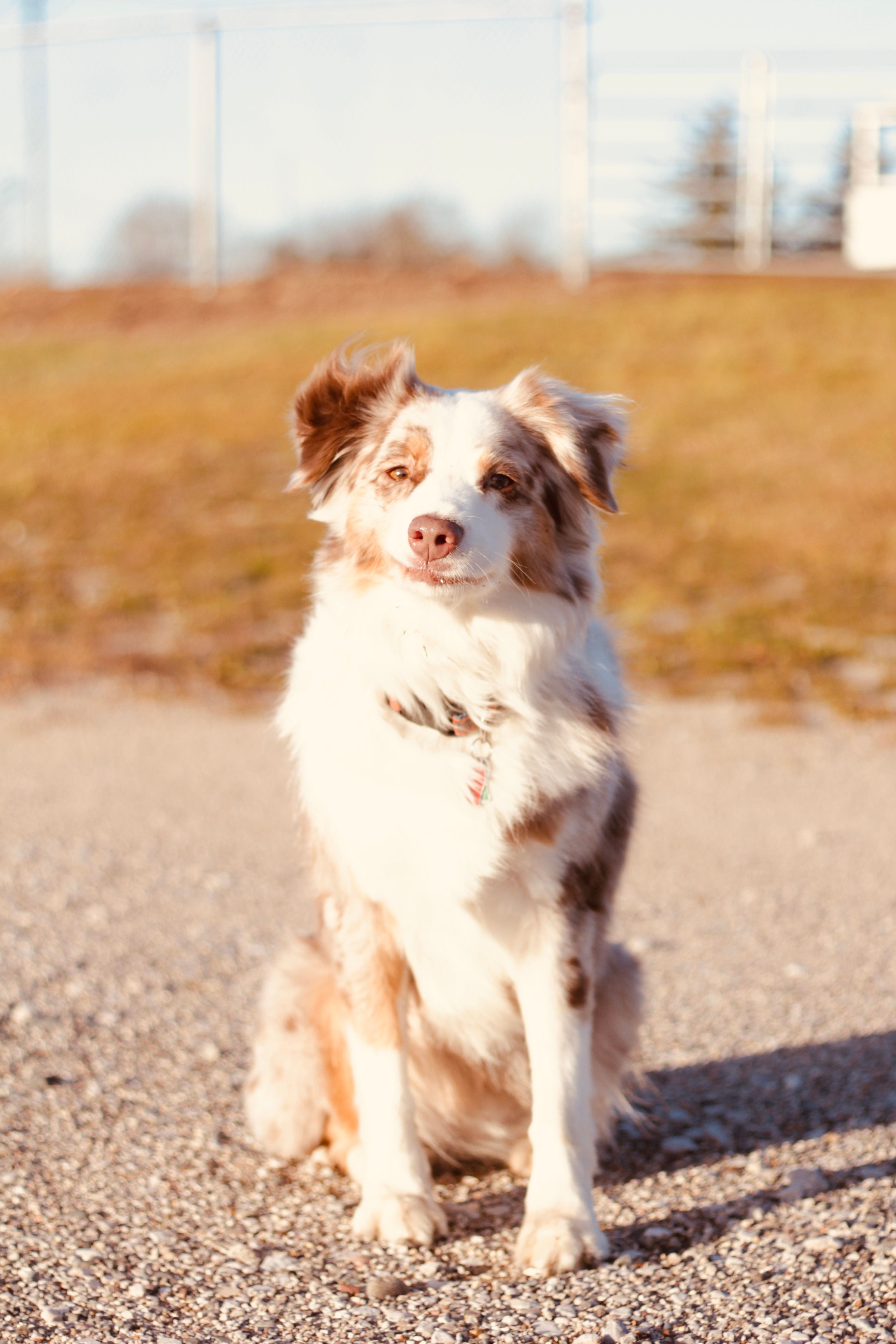 Dog on Pavement · Free Stock Photo
