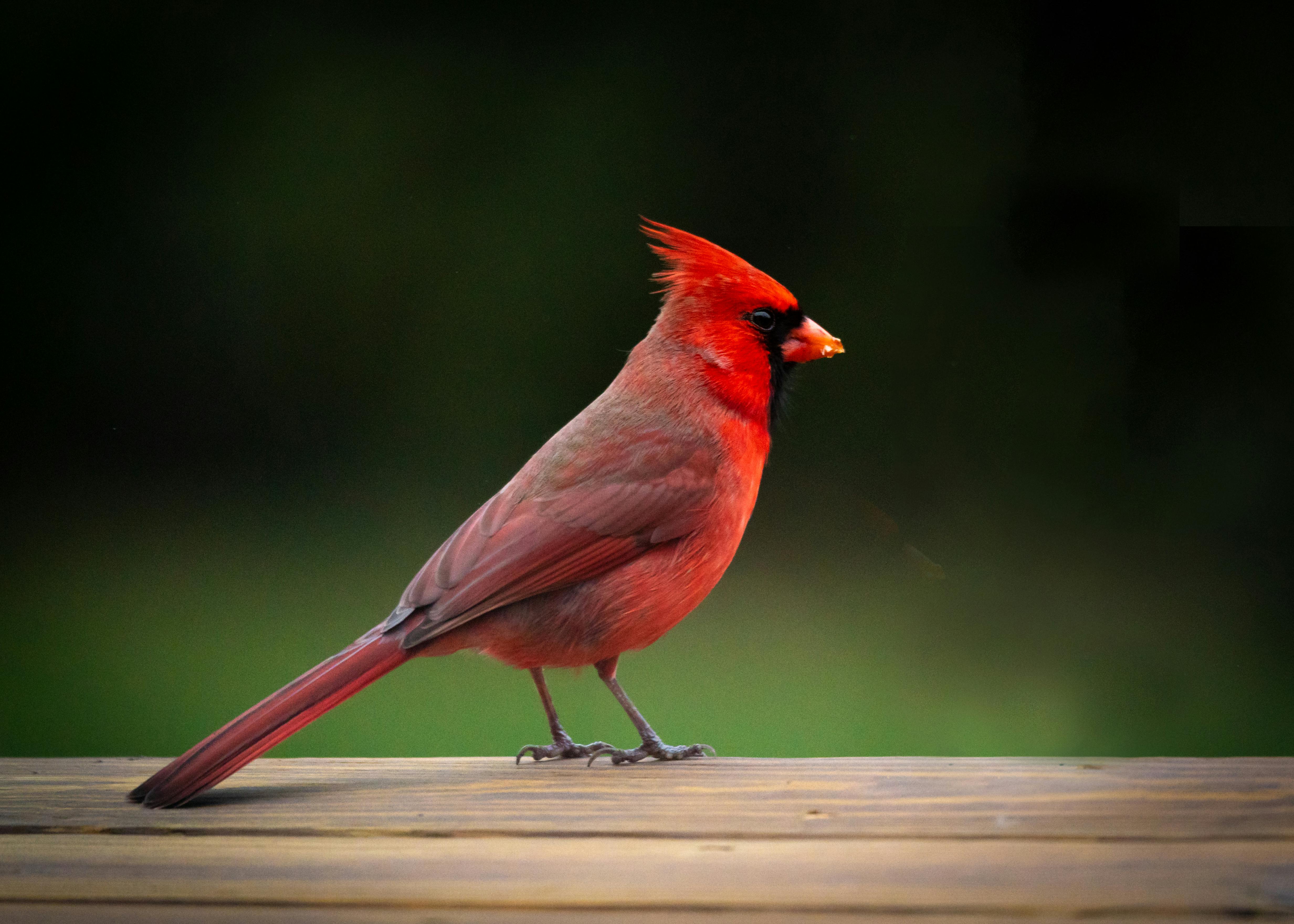 Close-up Photo of a Red Northern Cardinal · Free Stock Photo