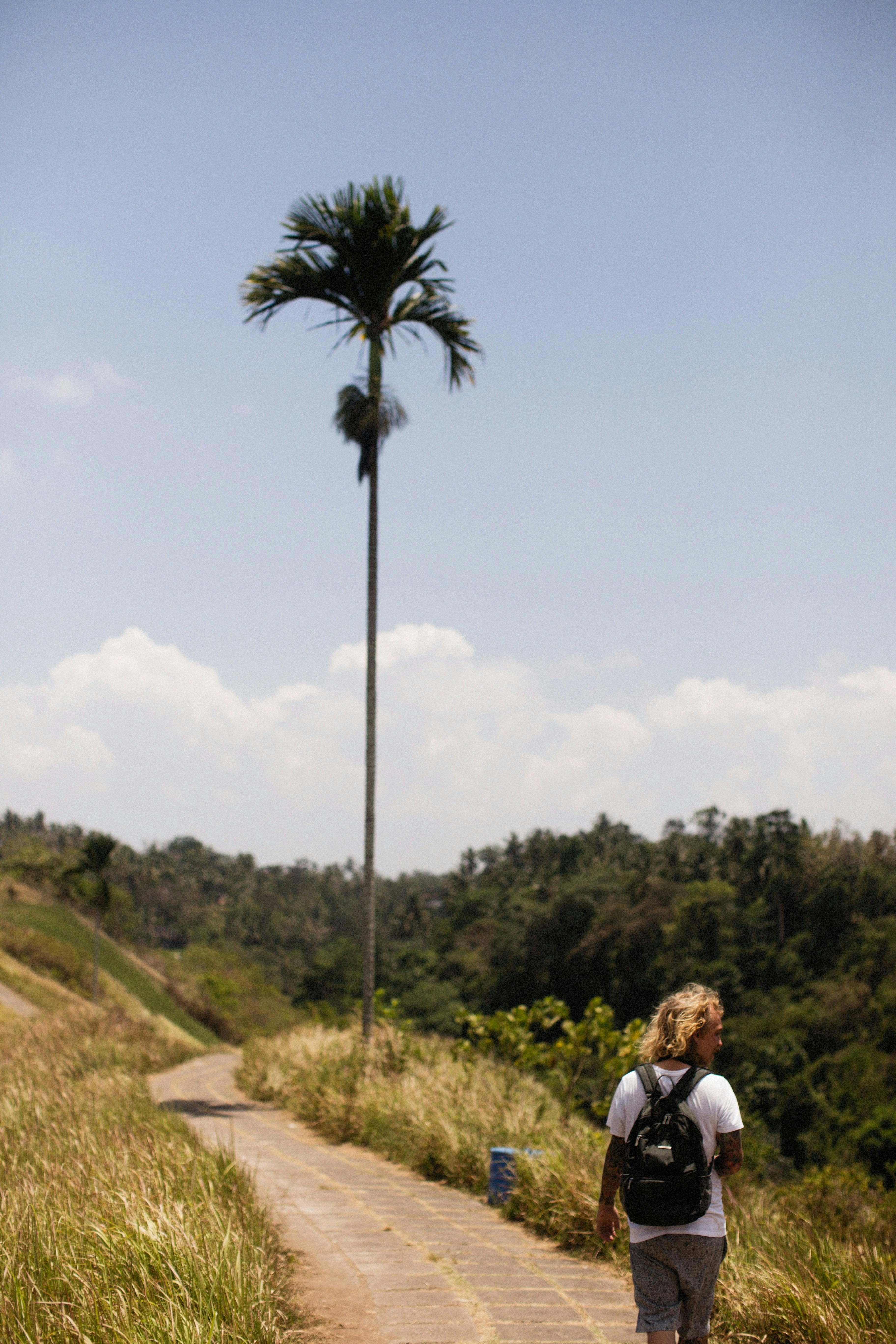 Tree Climber Photos, Download The BEST Free Tree Climber Stock Photos ...